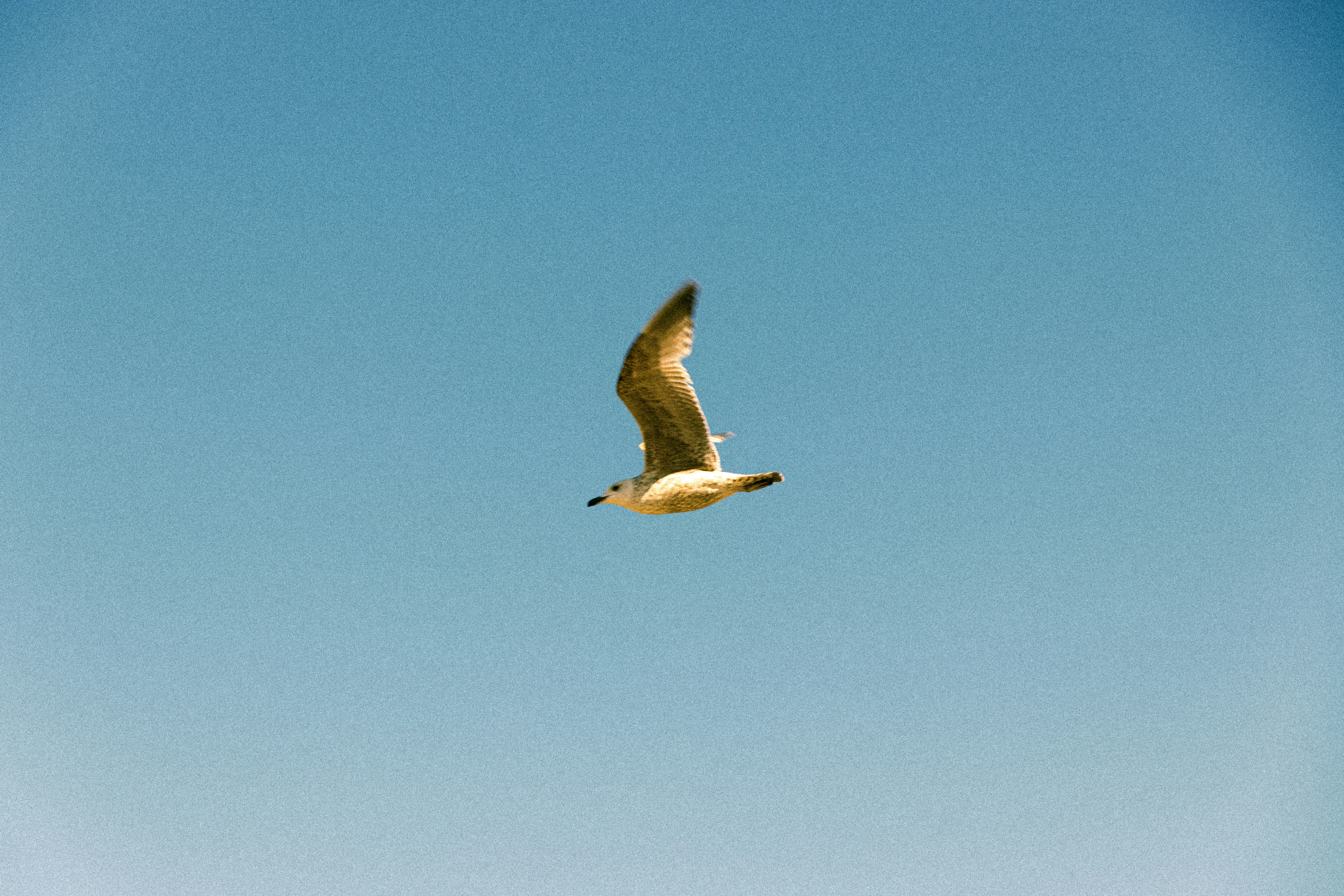 Low-Altitude Gannet: A lone seabird carving a clean arc across a pale blue sky