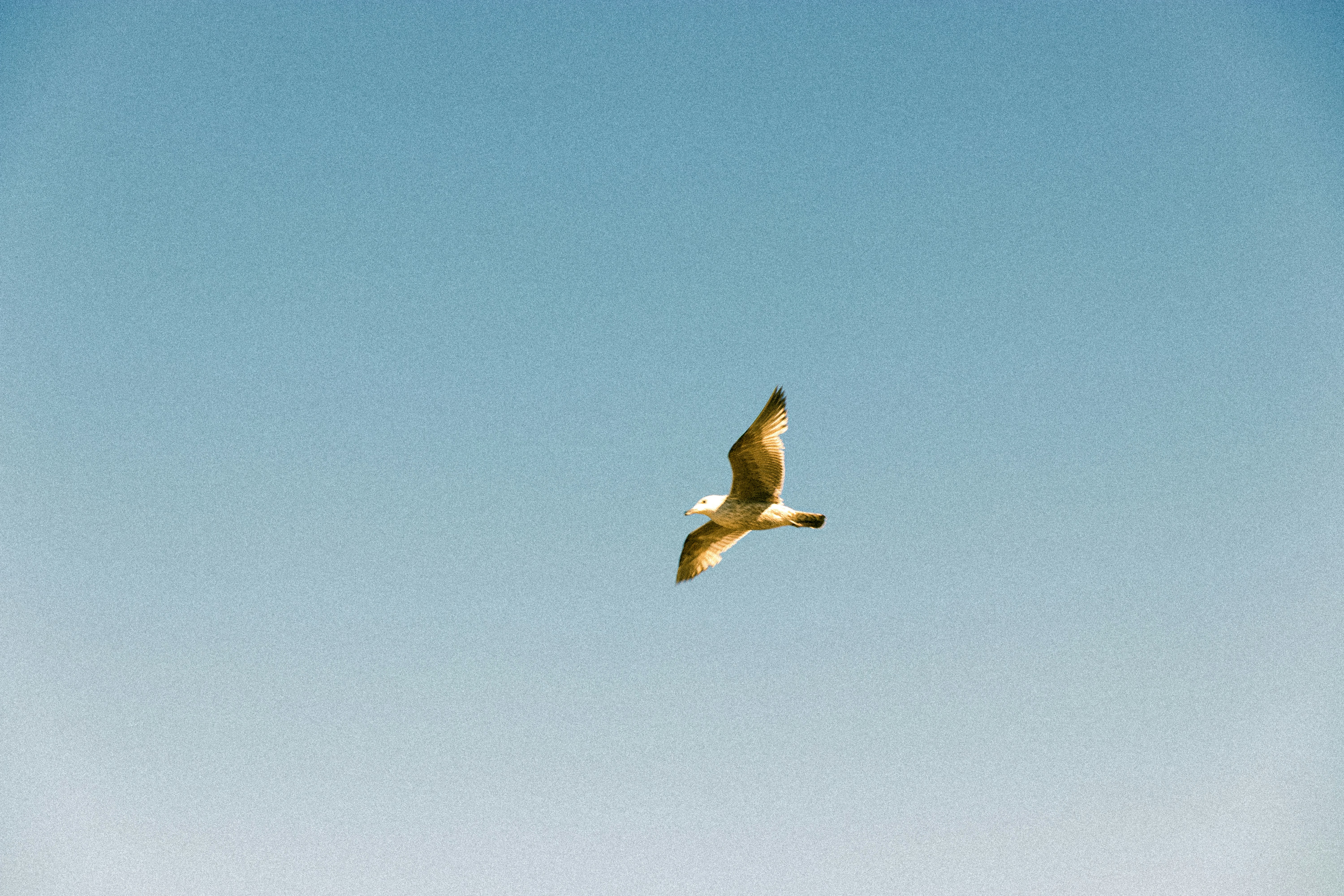 Mid-Flight Golden Sparrow: A lone bird against a pale blue expanse