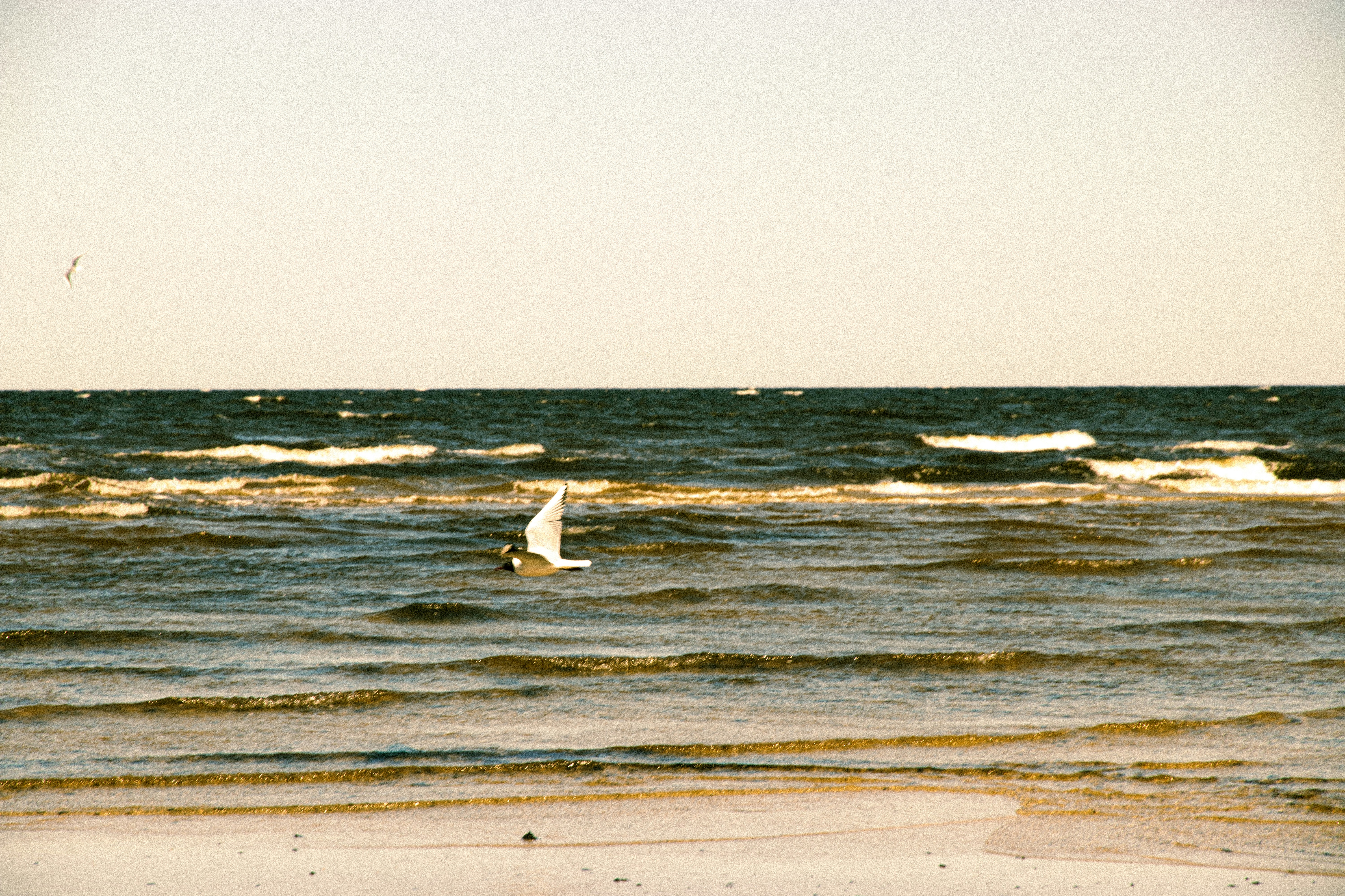 Silent Seascape: A Seagull in the Wake of Coastal Light
