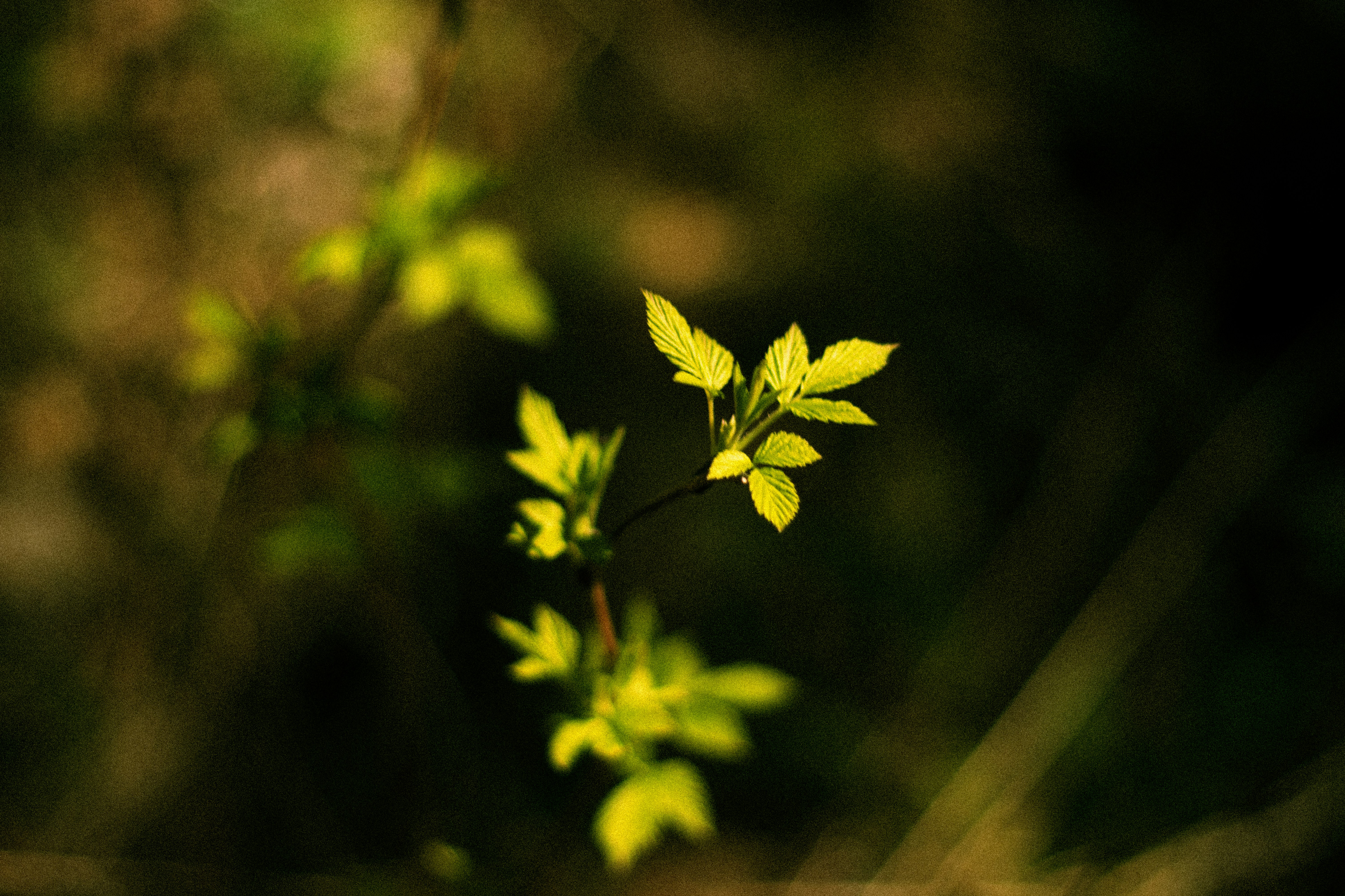 Emerald Sprout in Soft Golden Blur