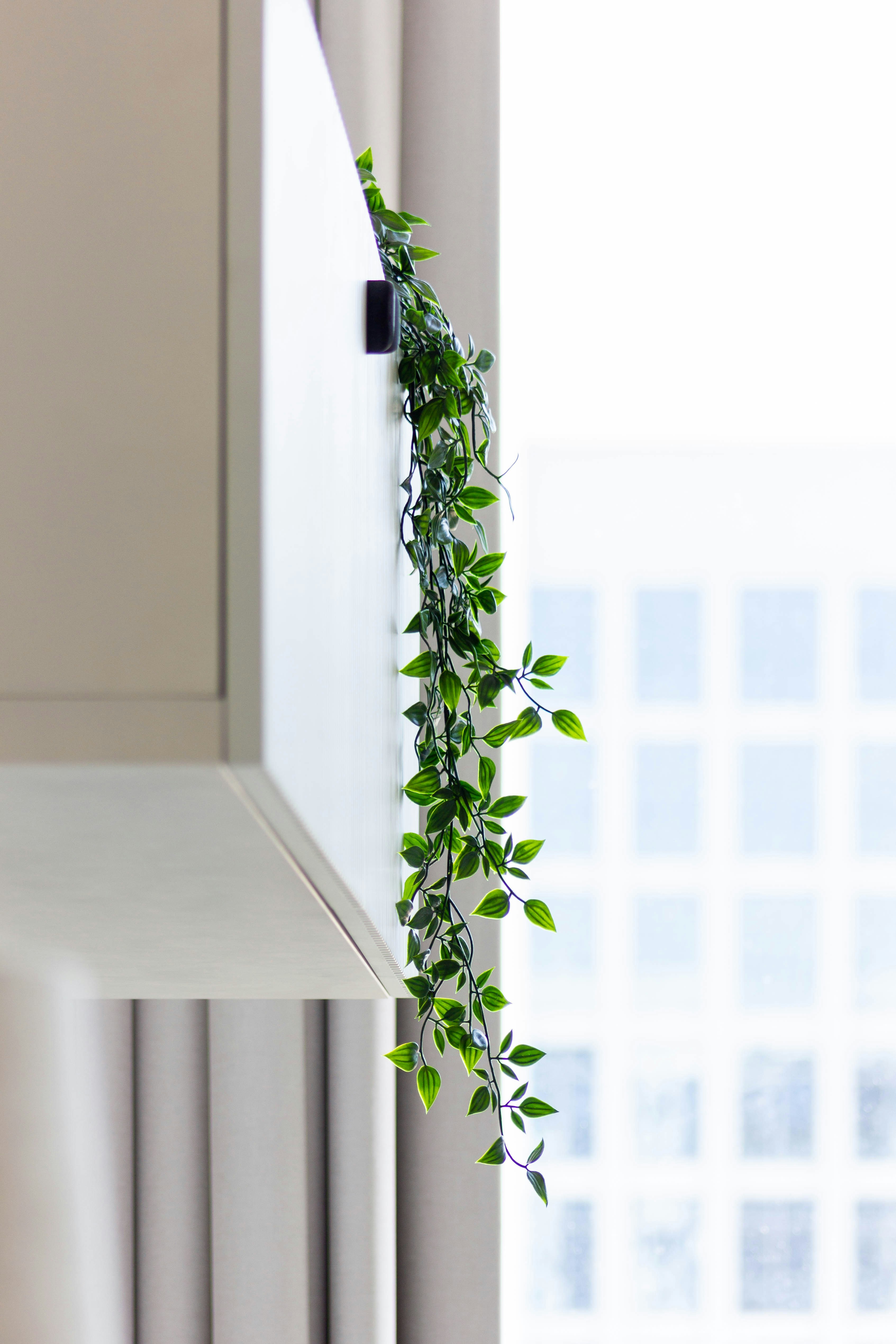 Cascade of Green: Indoor Ivy Drapes Over a Contemporary Window