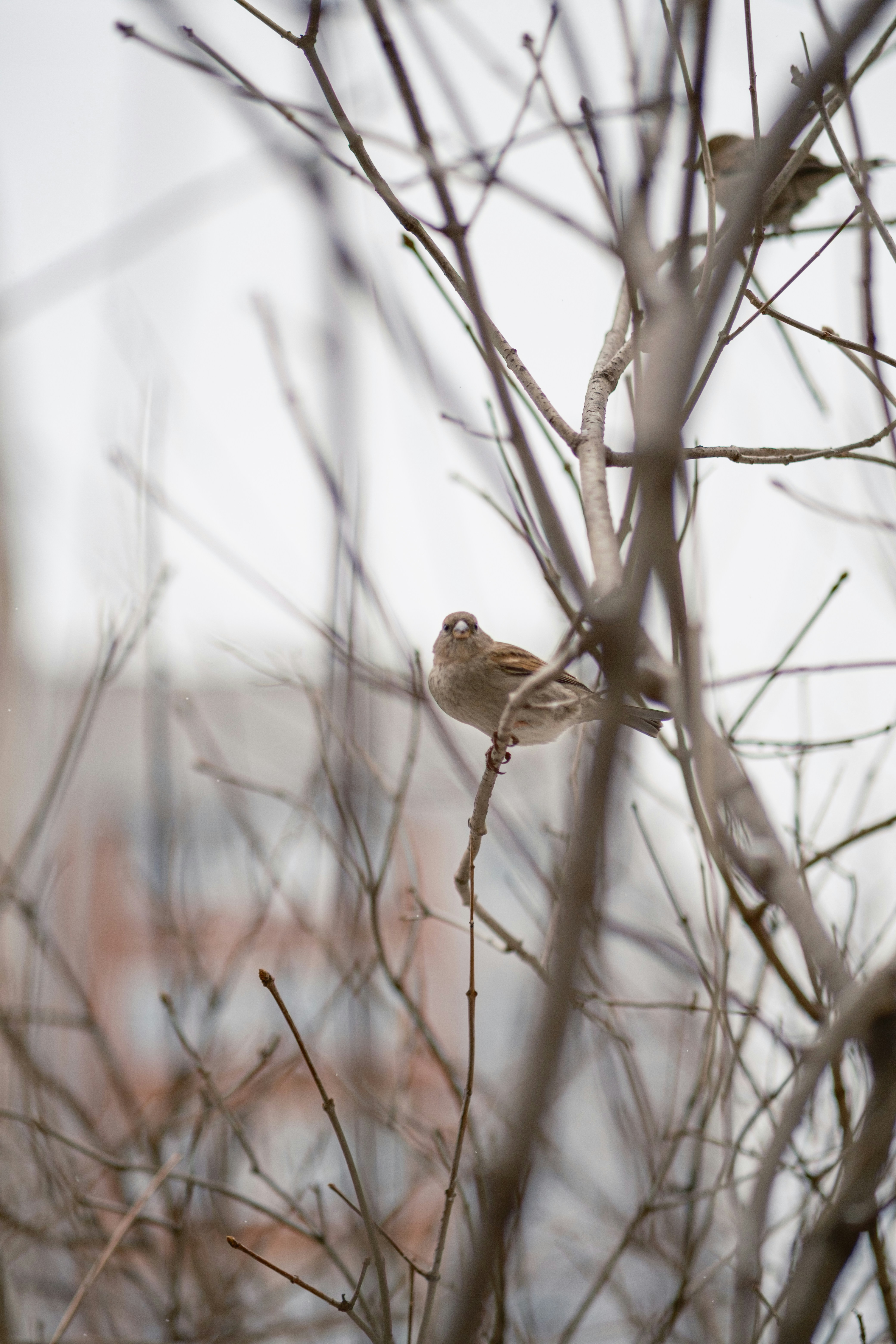 Winter Branch Refuge: A Small Songbird Among Silent Twigs
