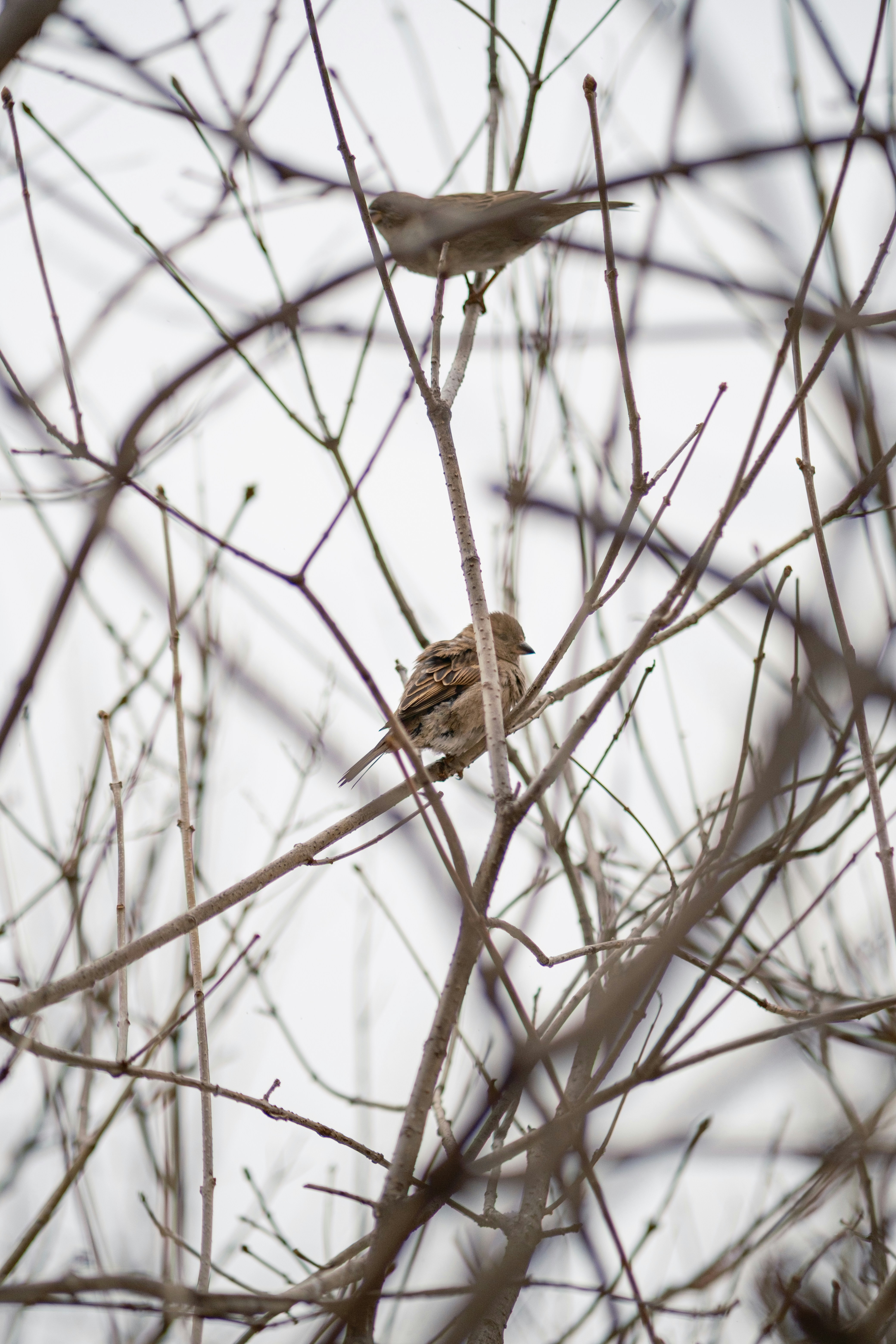 Winter Perch: A Sparrow Rests among Quiet Branches