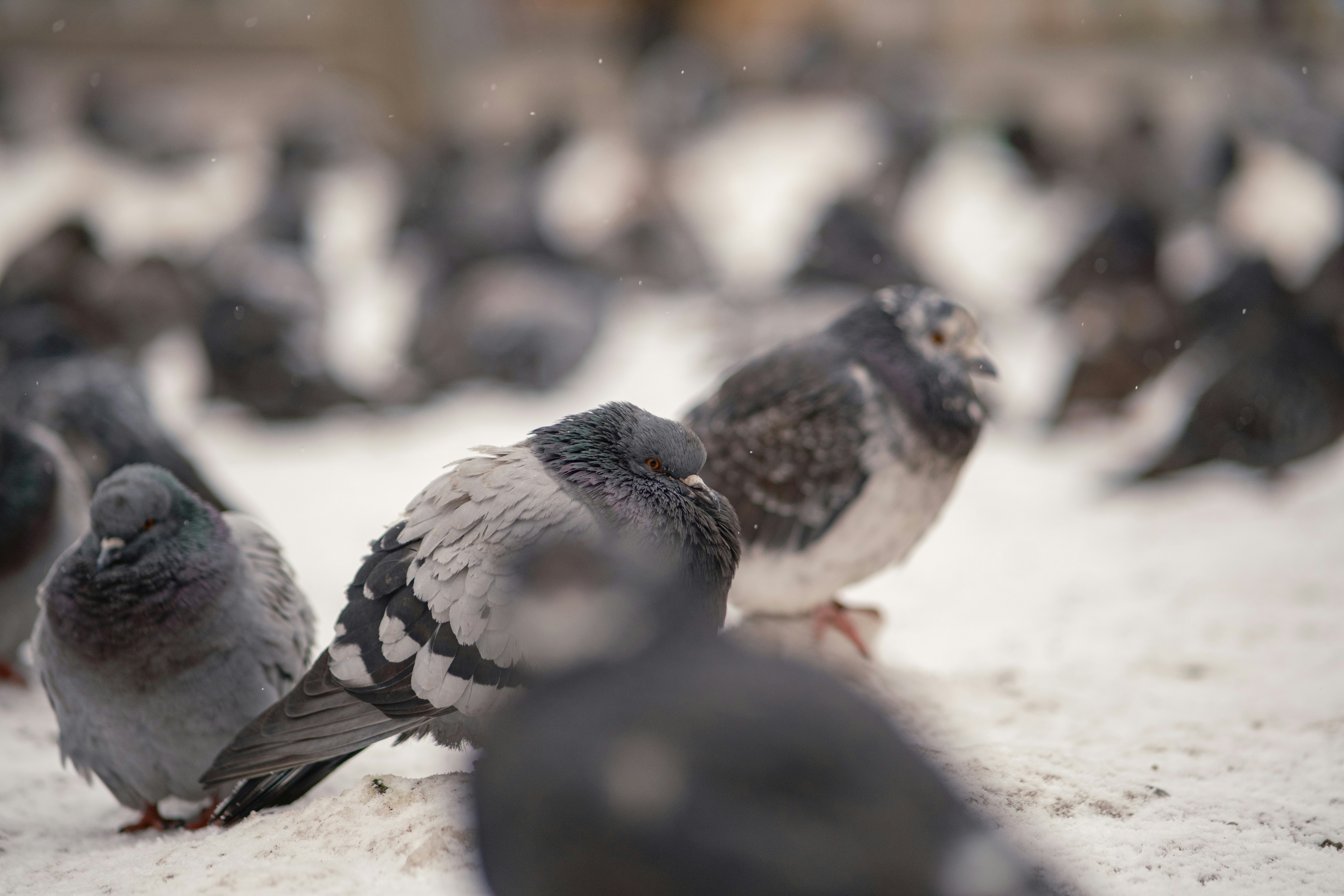 Winter Shuffle: Pigeons Paused on Frosty Ground