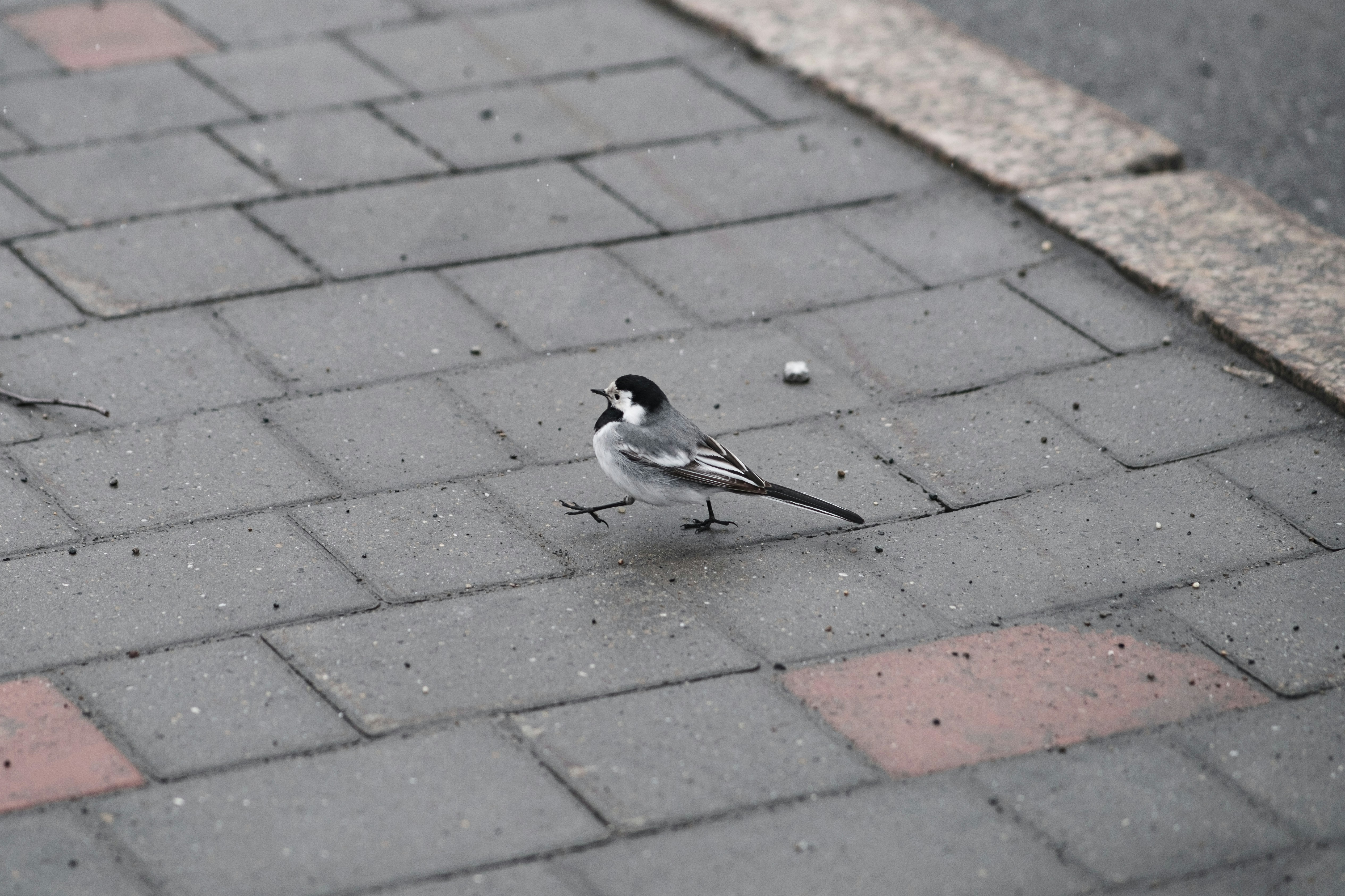 A solitary wagtail on a muted brick promenade