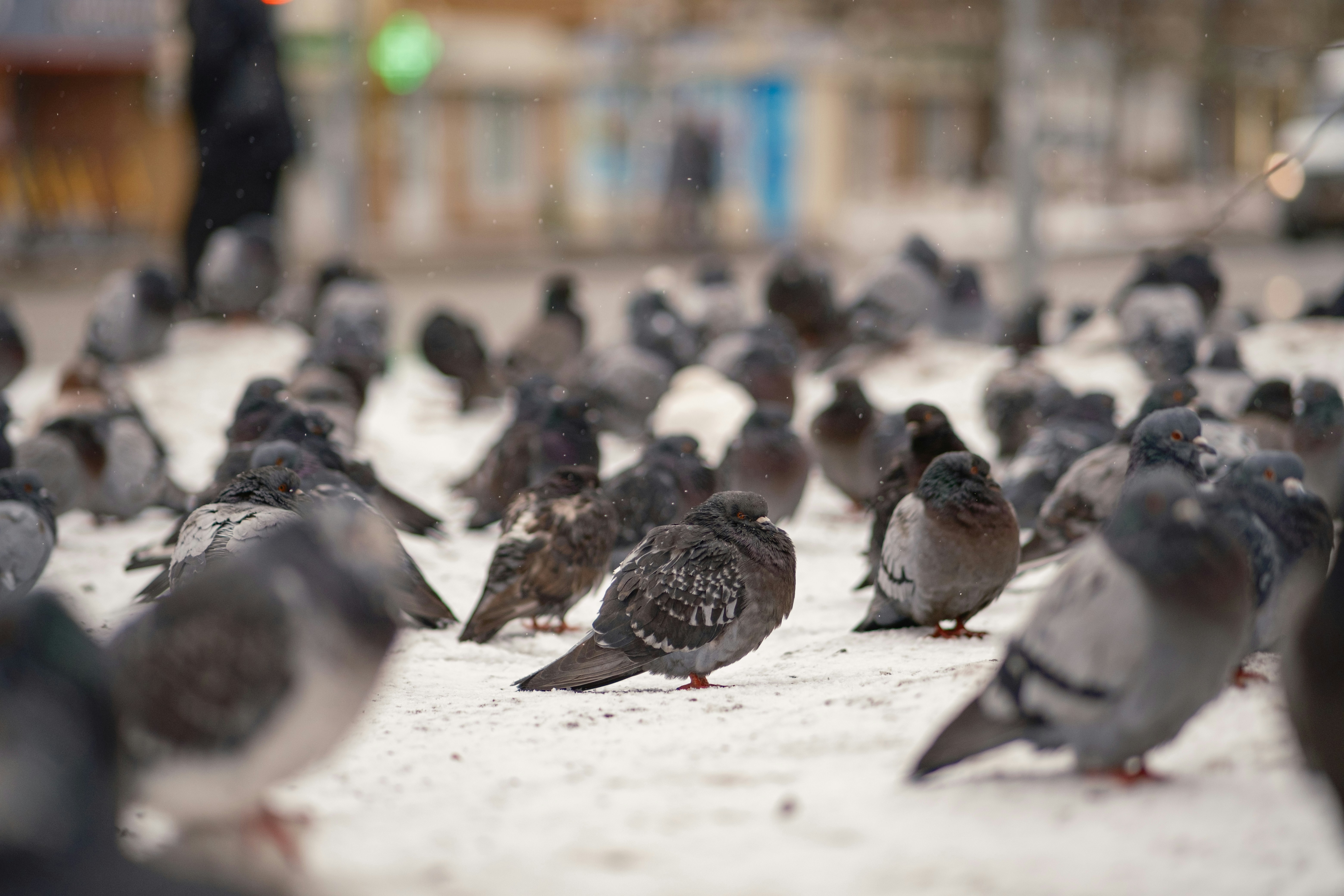 Crowd of city pigeons on a snow-dusted square