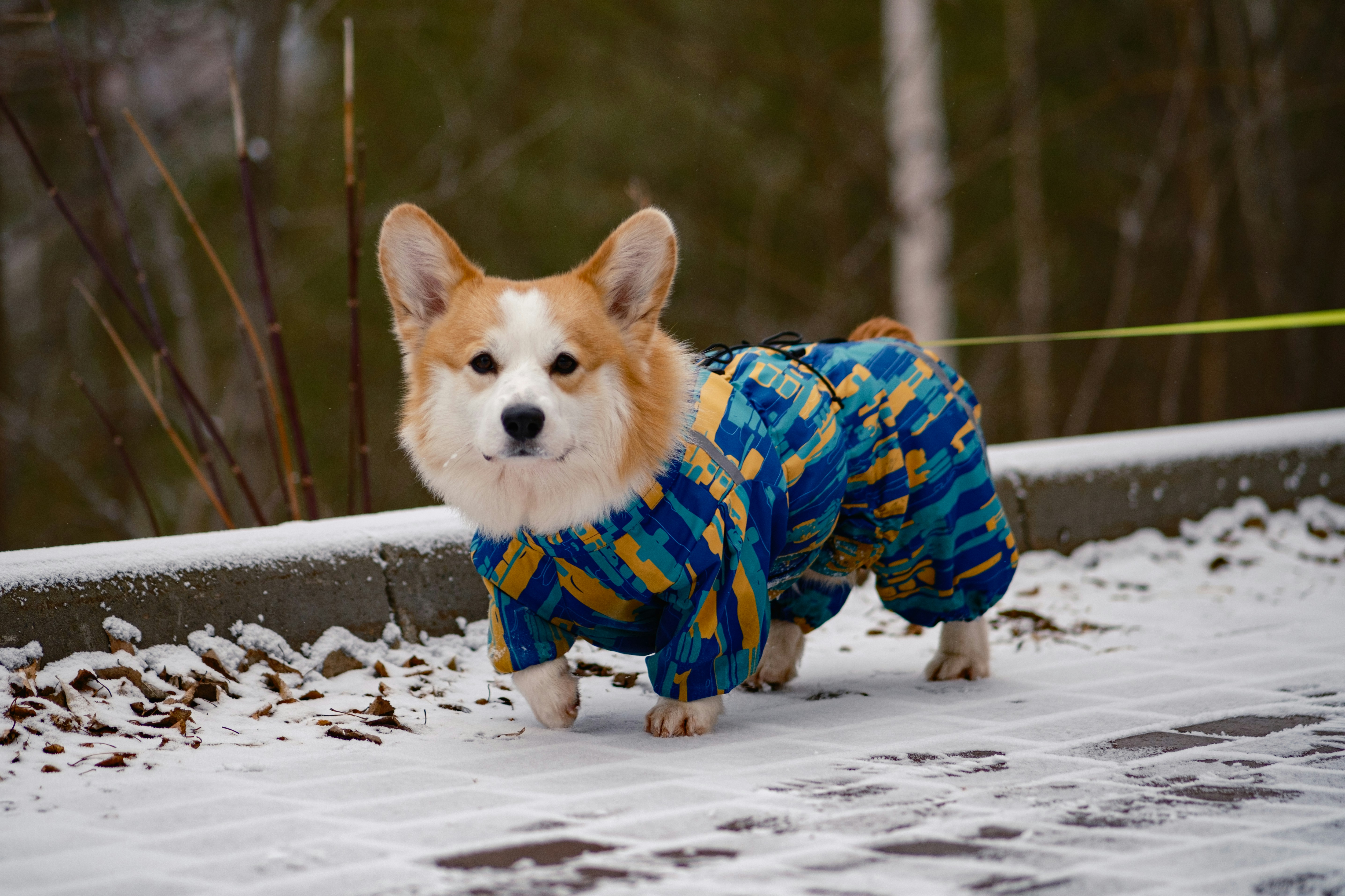 Coroneted Corgi in Winter Suit Marching Toward the Lens