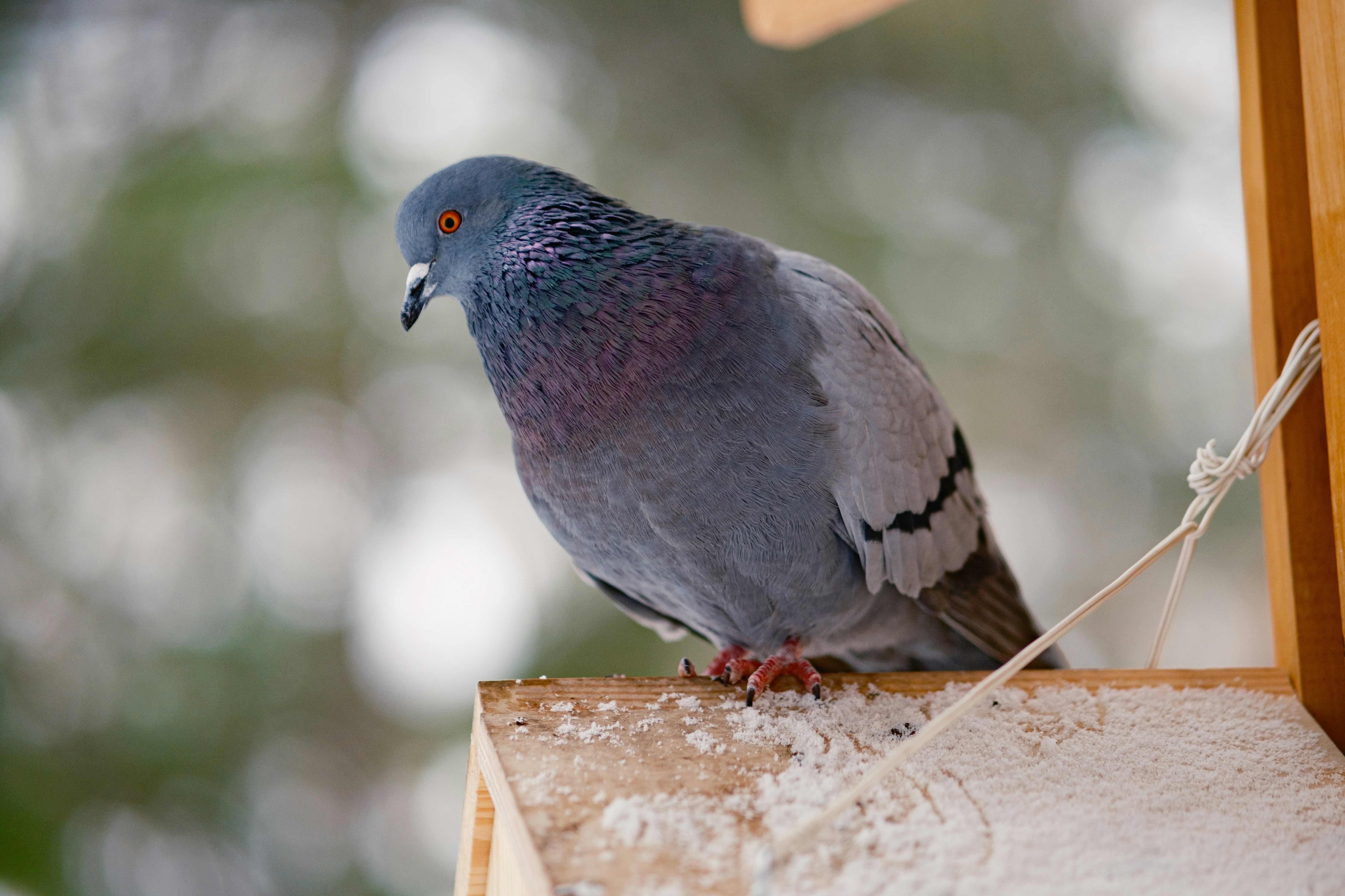 Pigeon on a frosted perch: quiet morning at the feeder