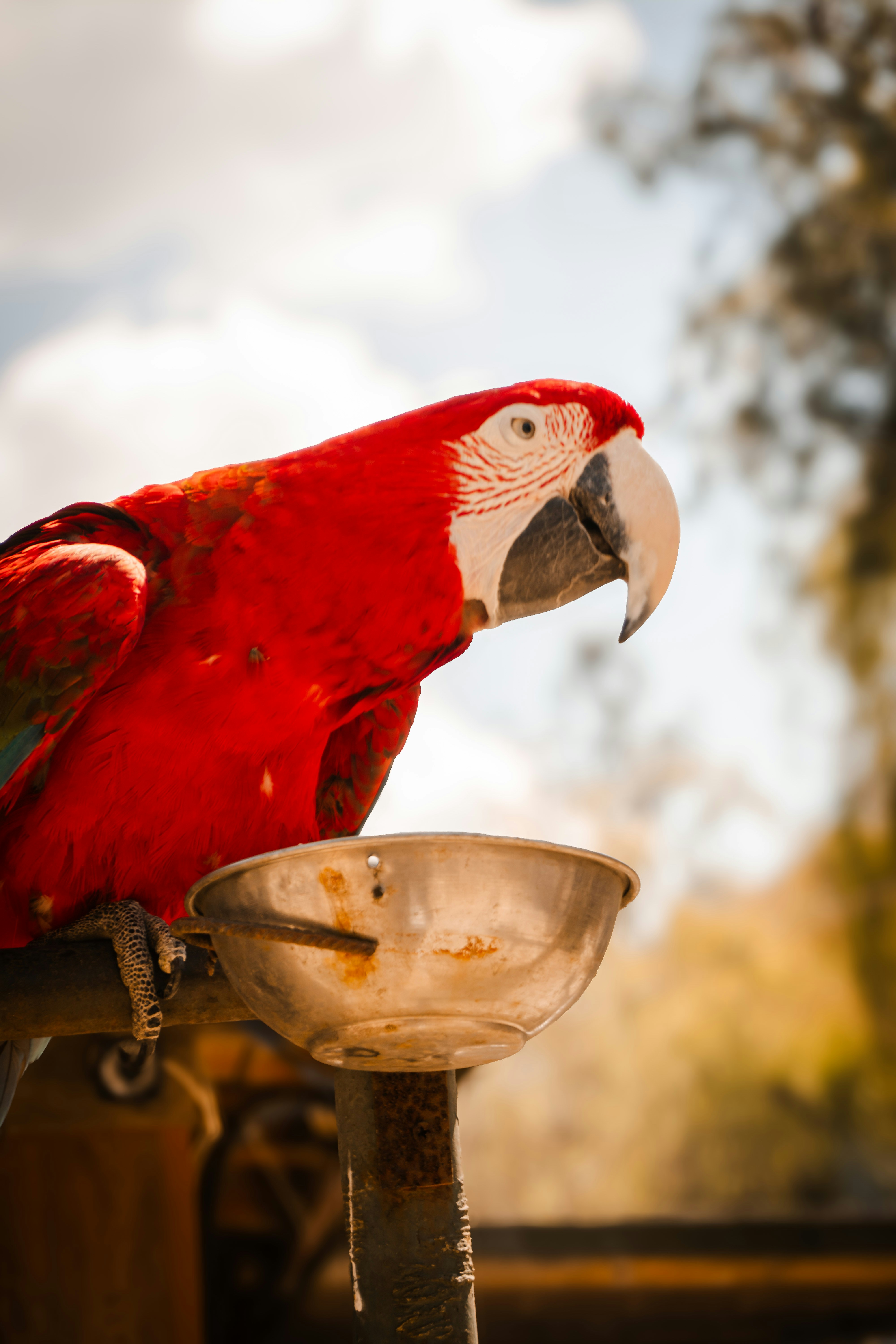 Crimson Beak, Quiet Feast: A Parrot at Rest