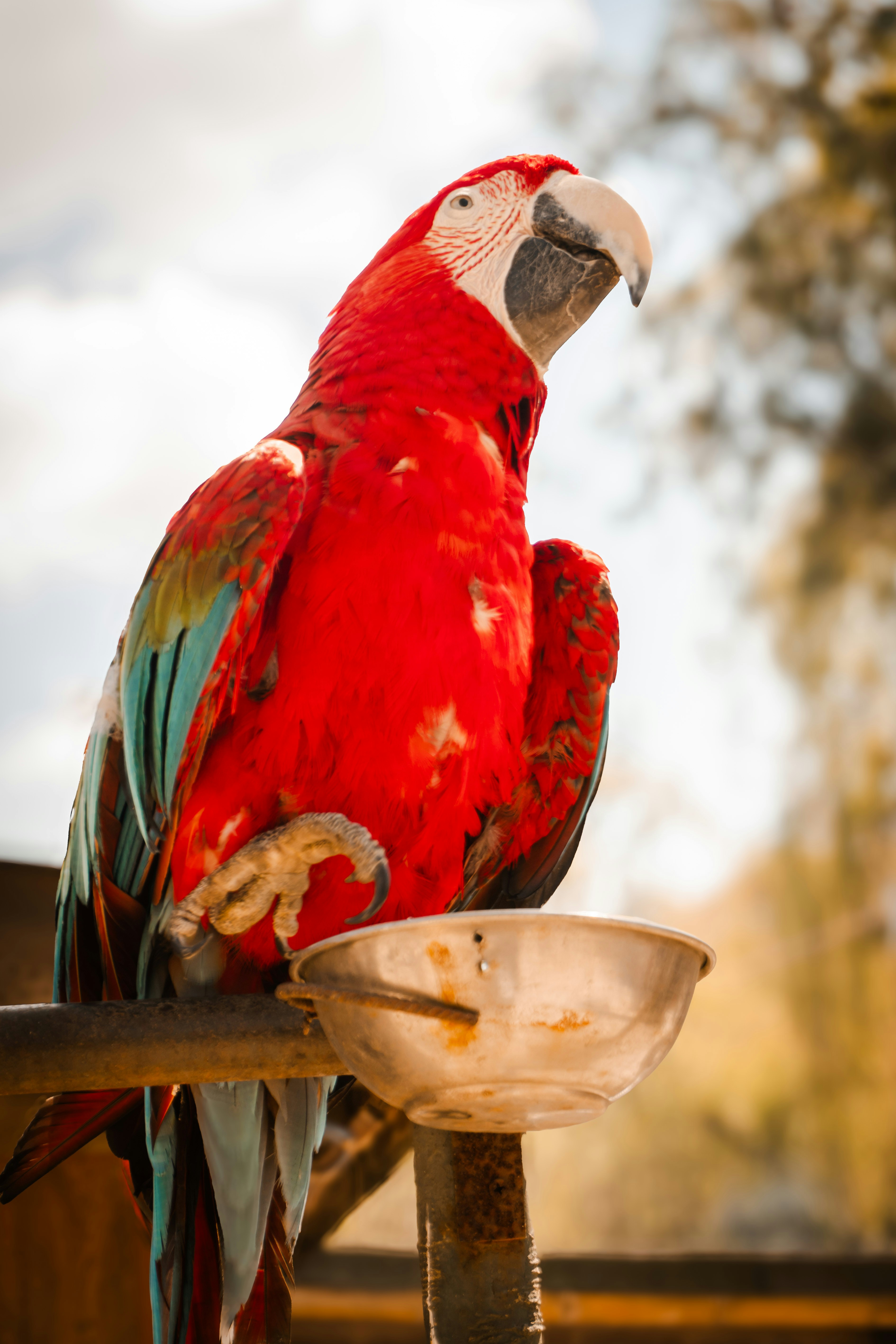 Crimson Parrot On a Weathered Perch Under Soft Evening Light