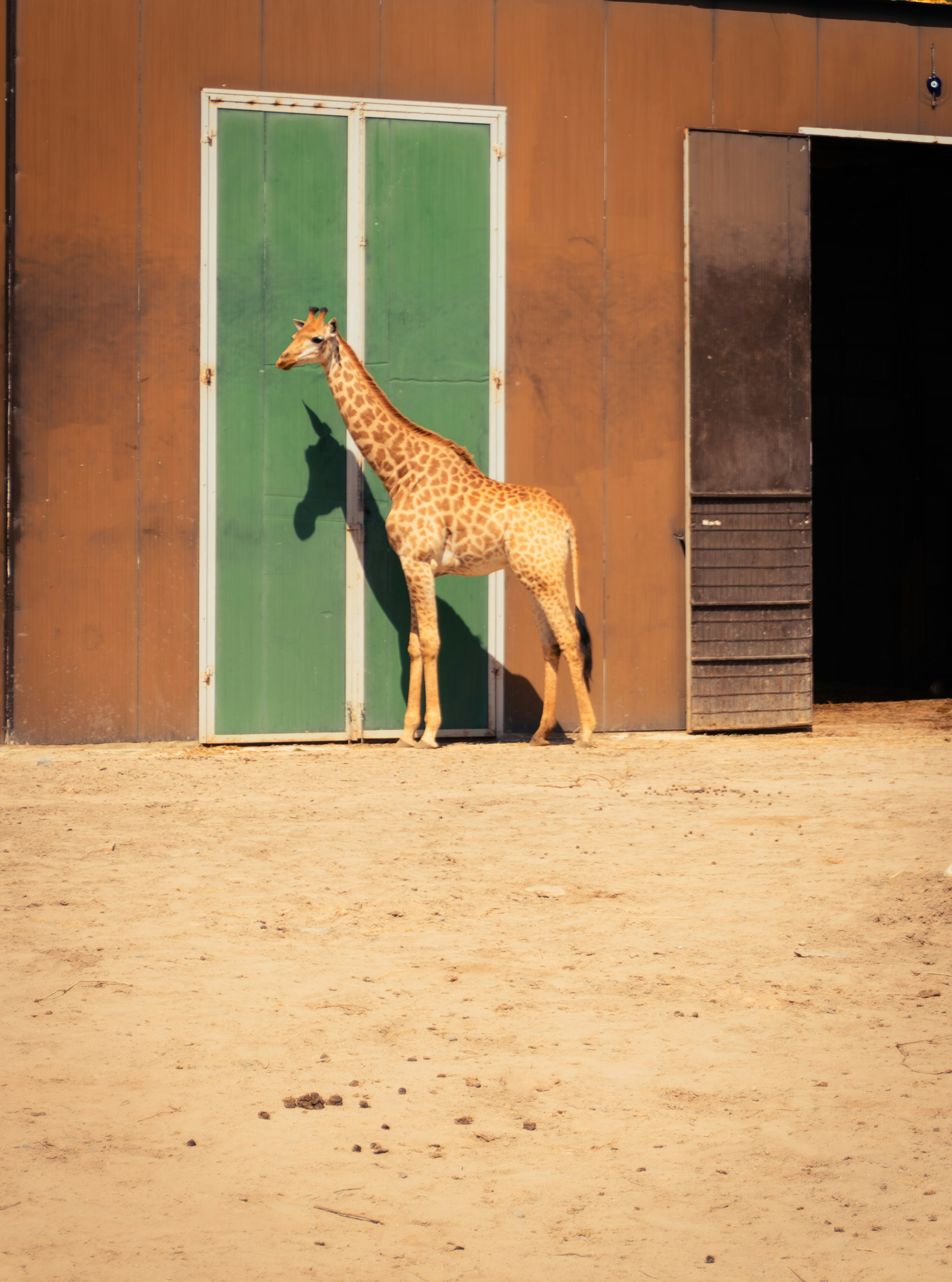 Giraffe at the Green Doorway