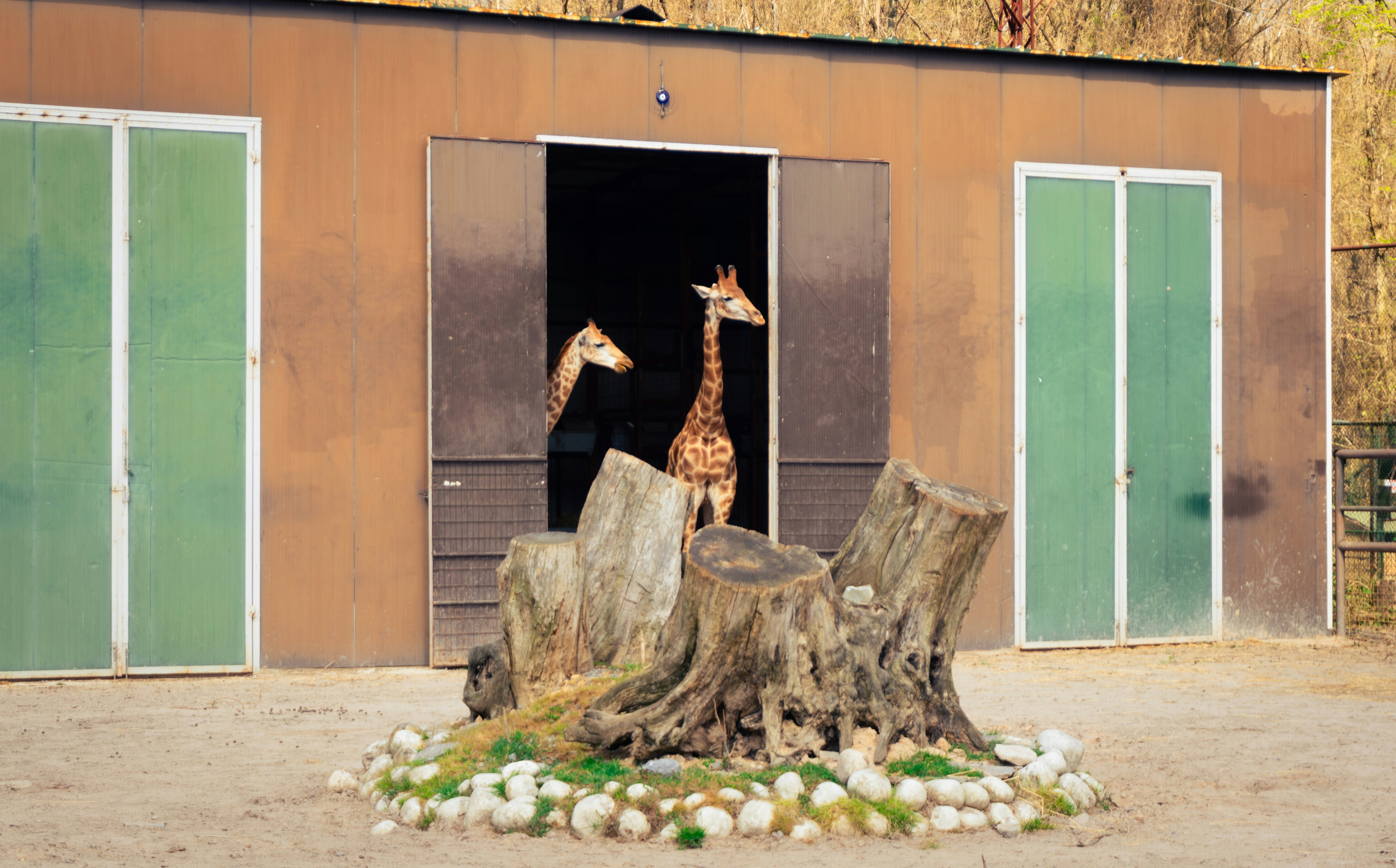 Giraffes at the Barn Door: A Quiet Moment Above the Tree Stump