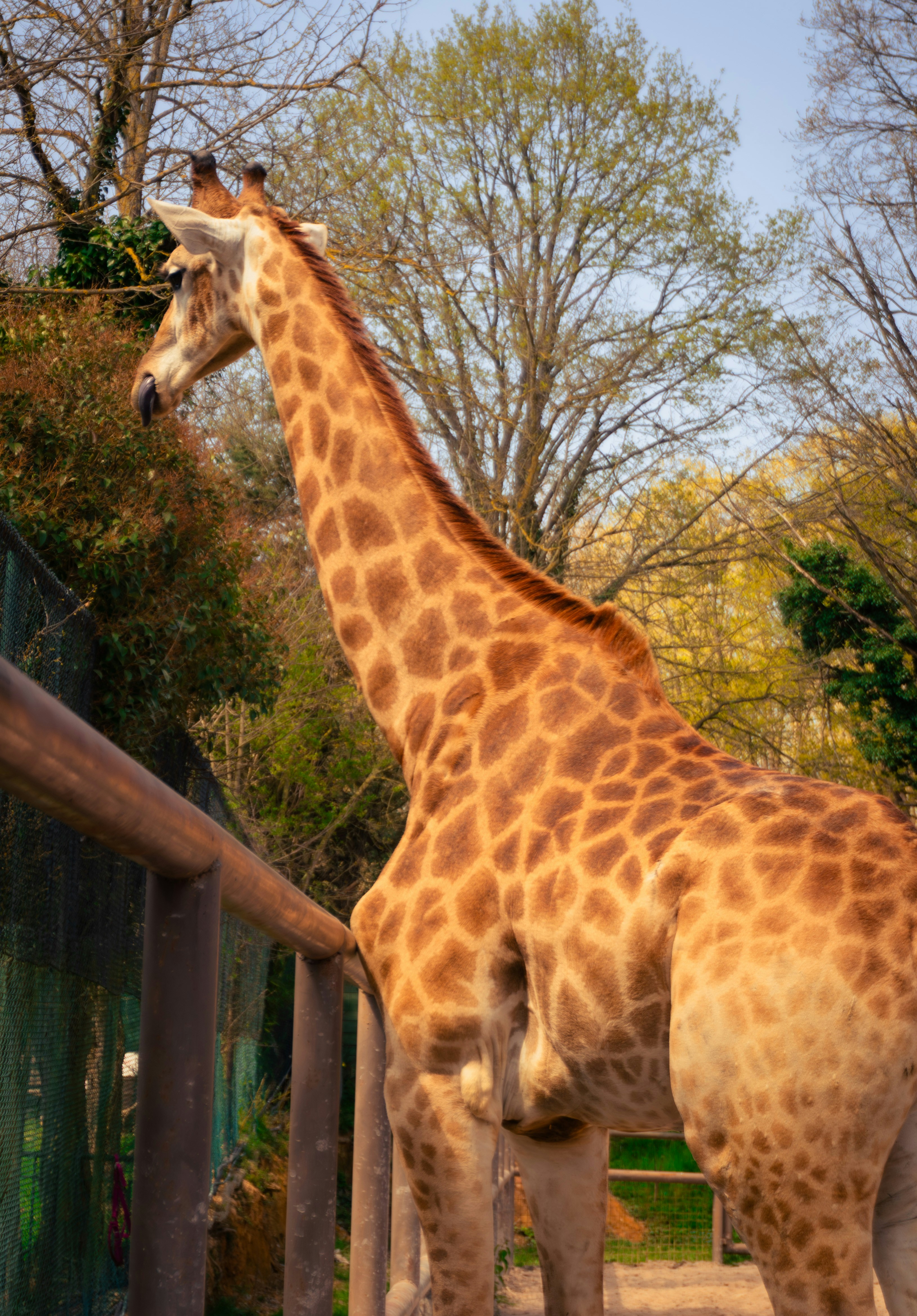 Giraffe at the Fence Gate: Sunlit Pattern and Long Necks