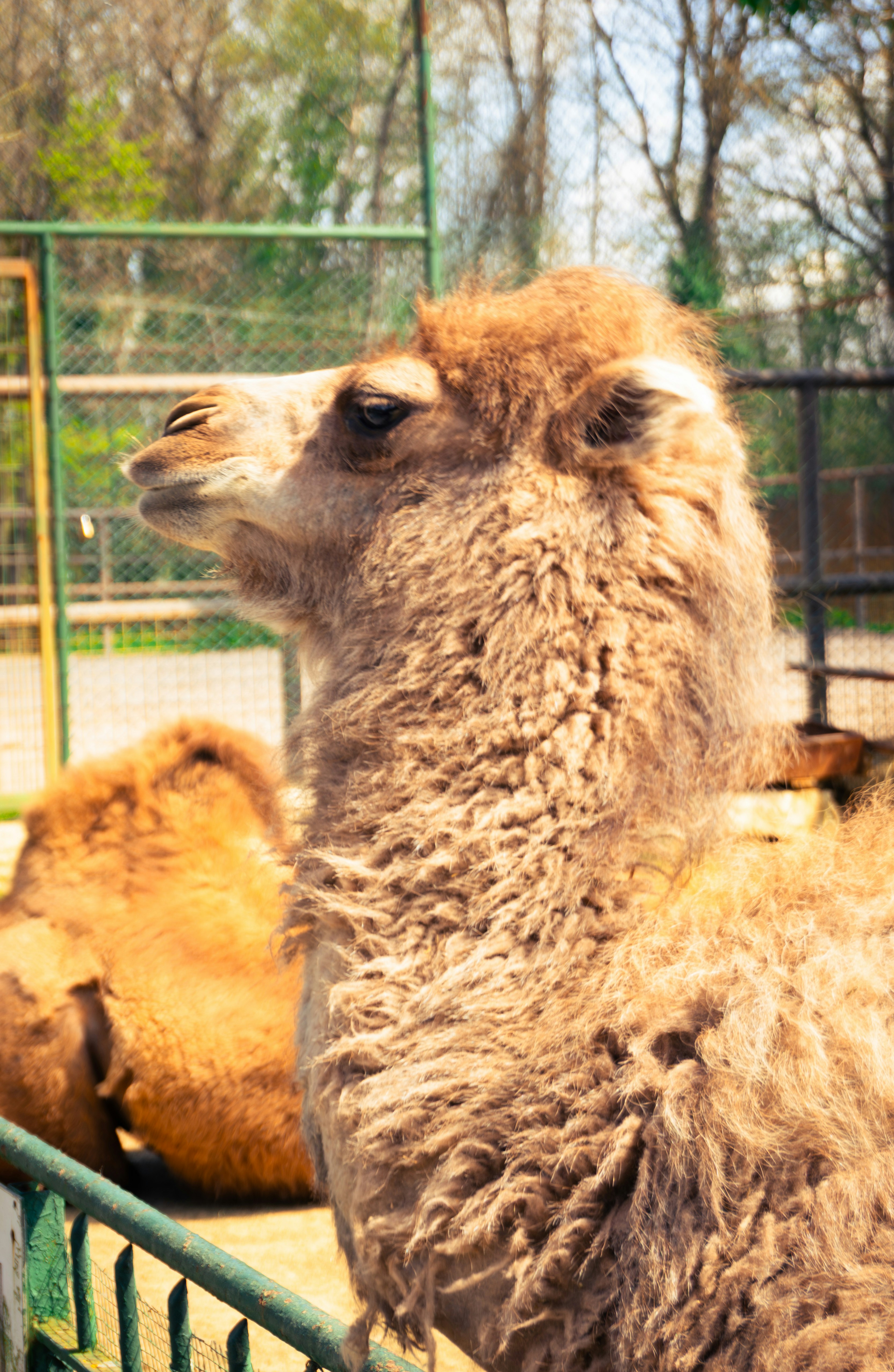 Hushed Gaze of the Desert: A Camel in Morning Light