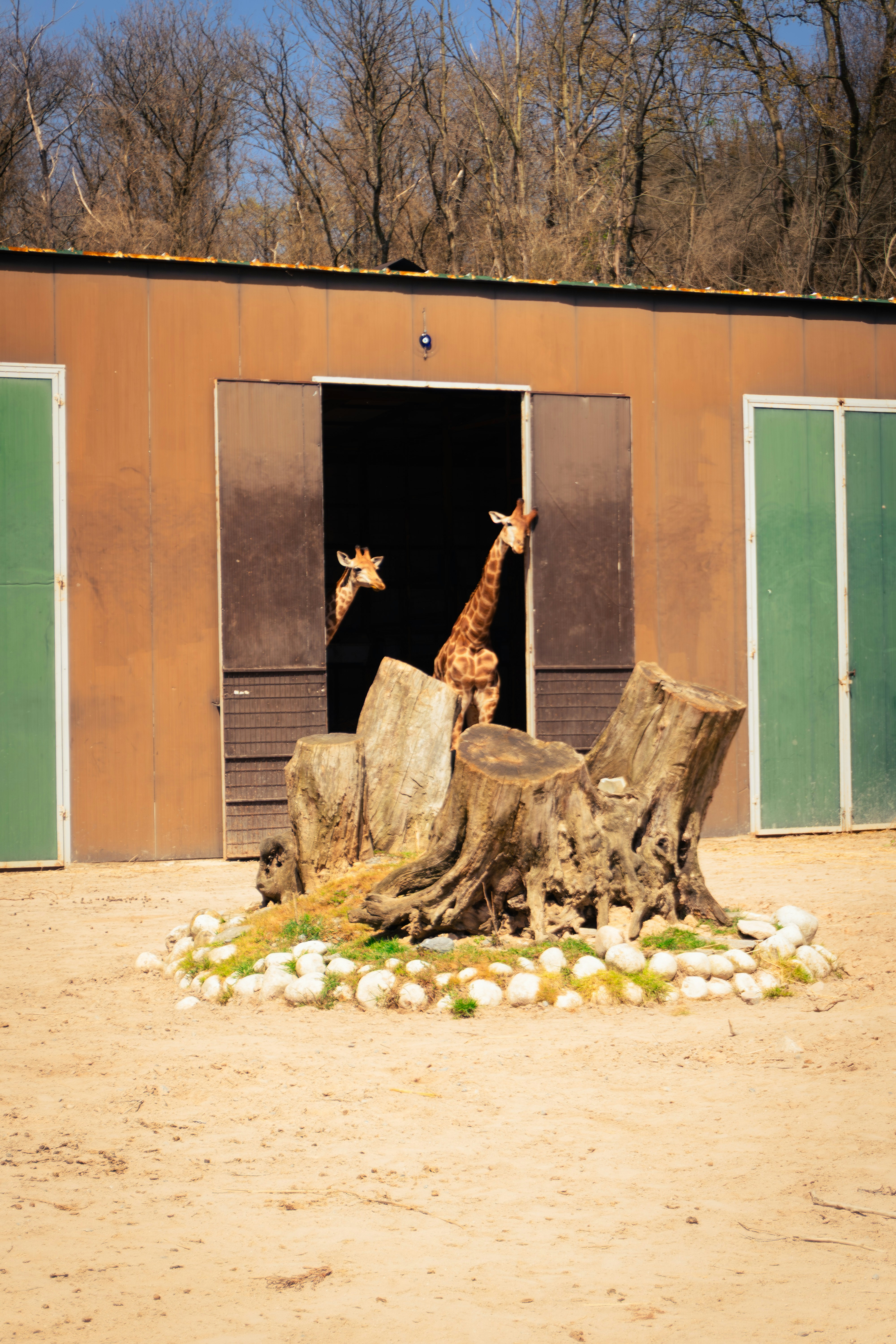Giraffes at the Barn: Sturdy Stump Sentinel