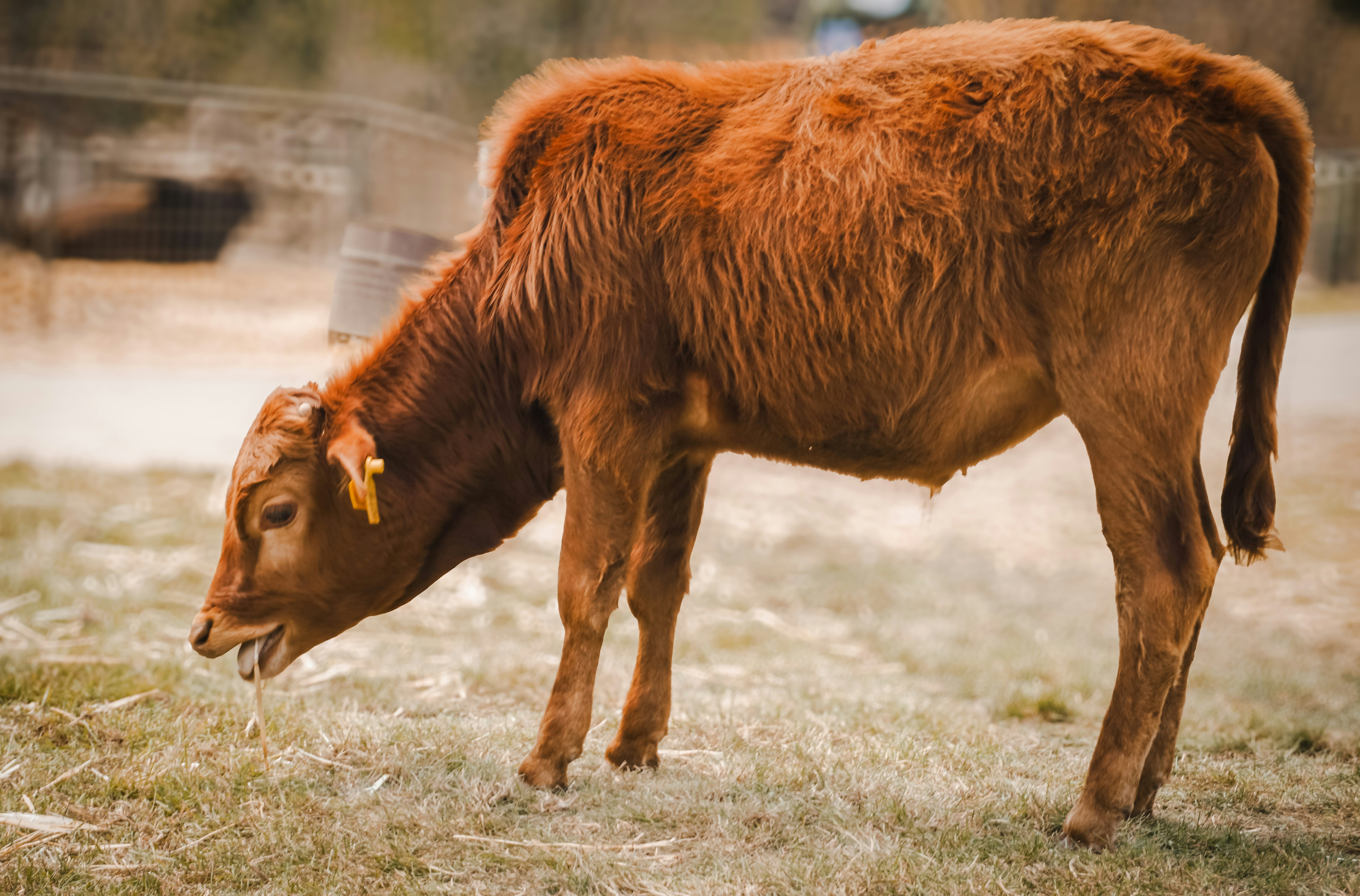 Grazing Red Heifer in Soft Winter Light
