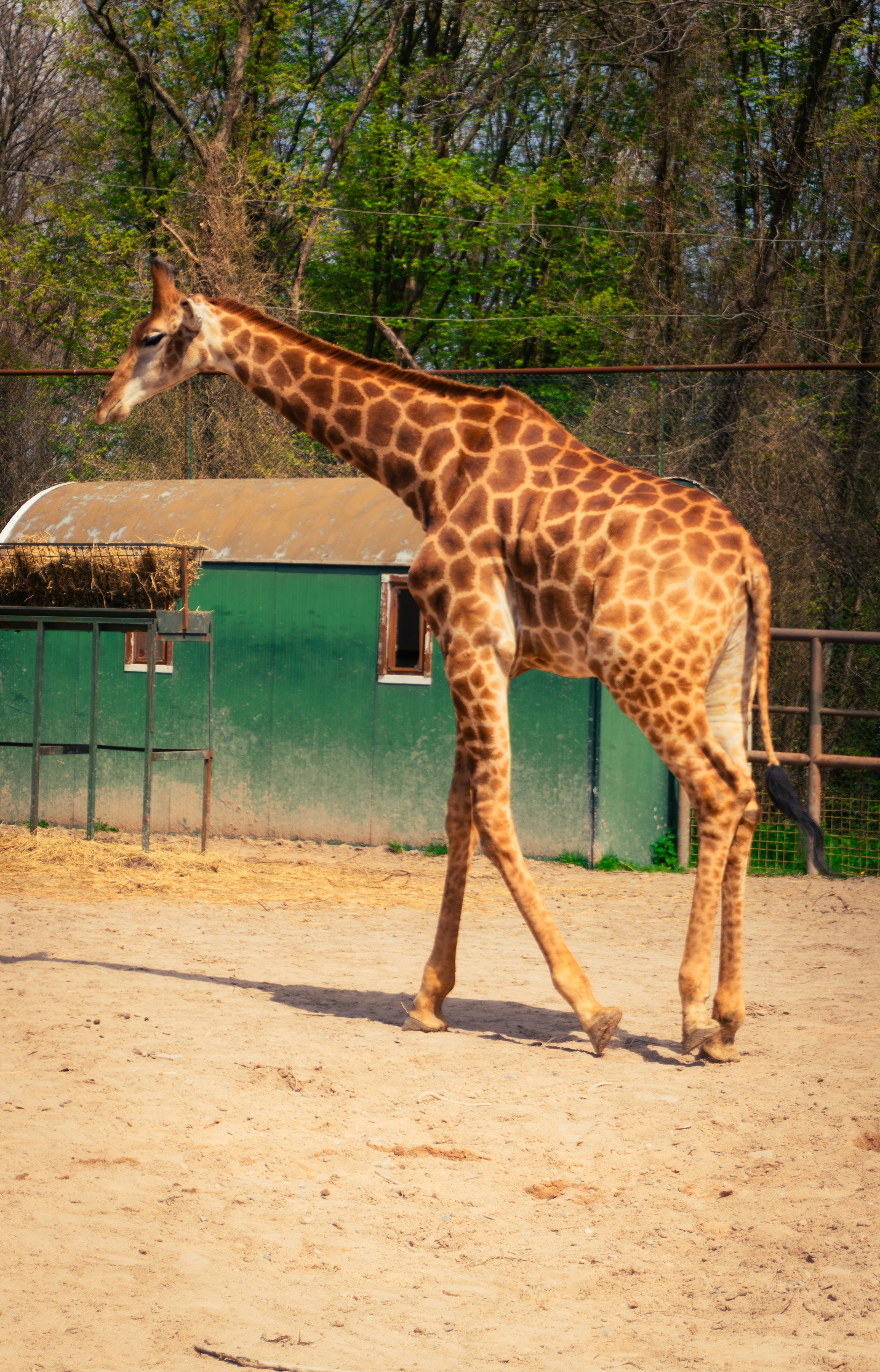 Giraffe at the Enclosure Threshold