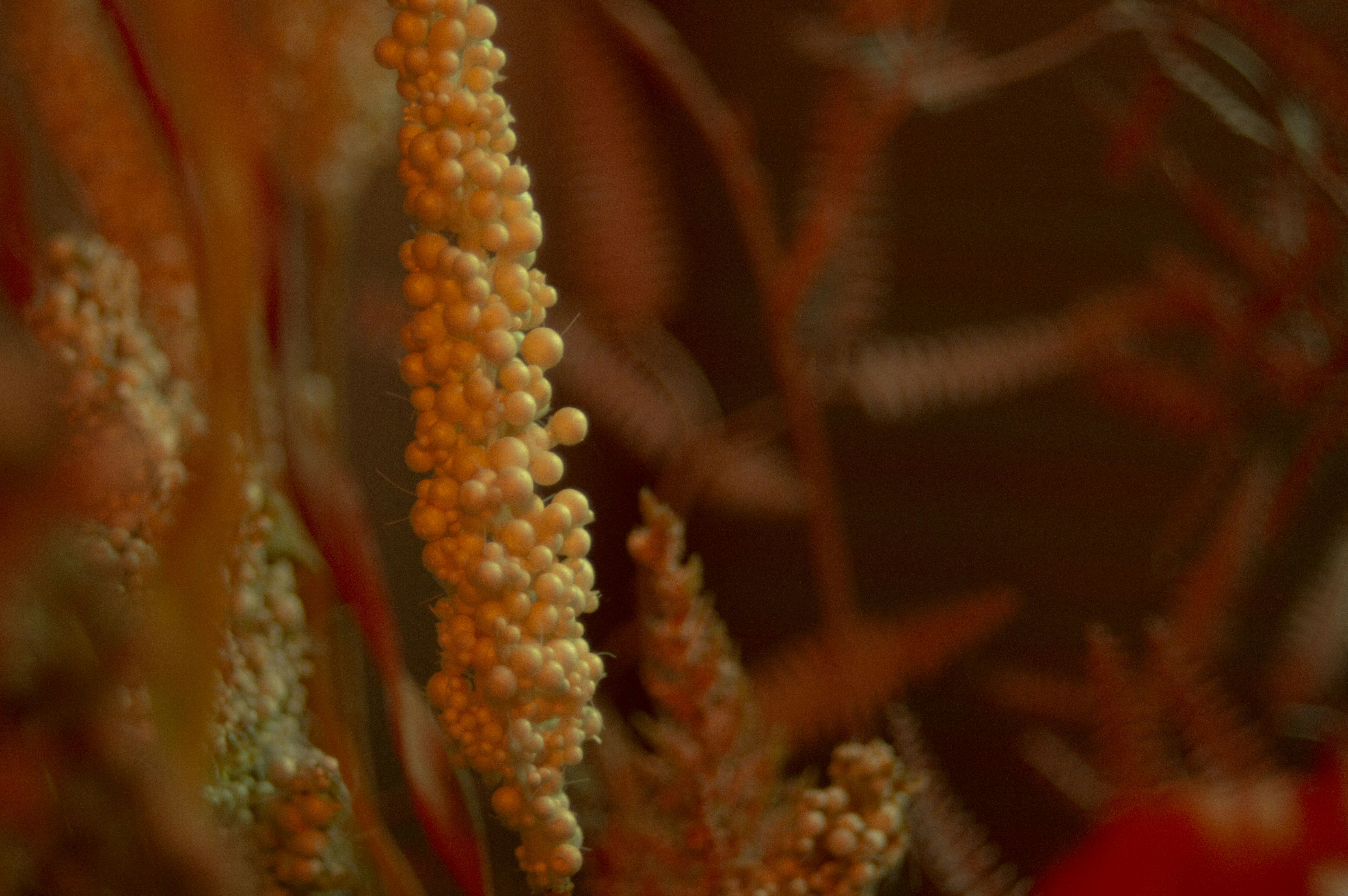 Amber Plume of Microbeads: A Macro Moment in Warm Twilight