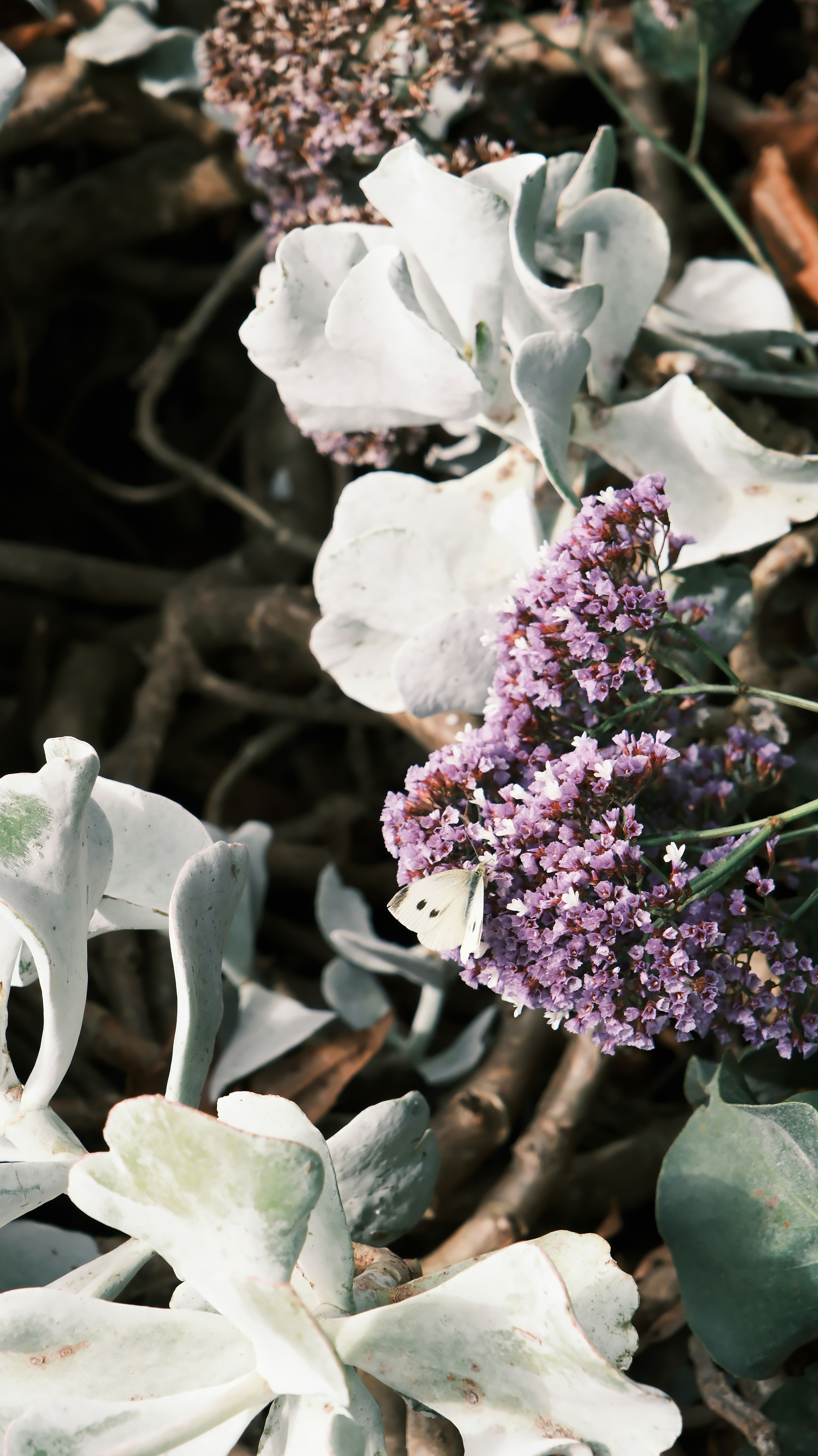 Lavender bloom and silvery leaves: a quiet garden vignette