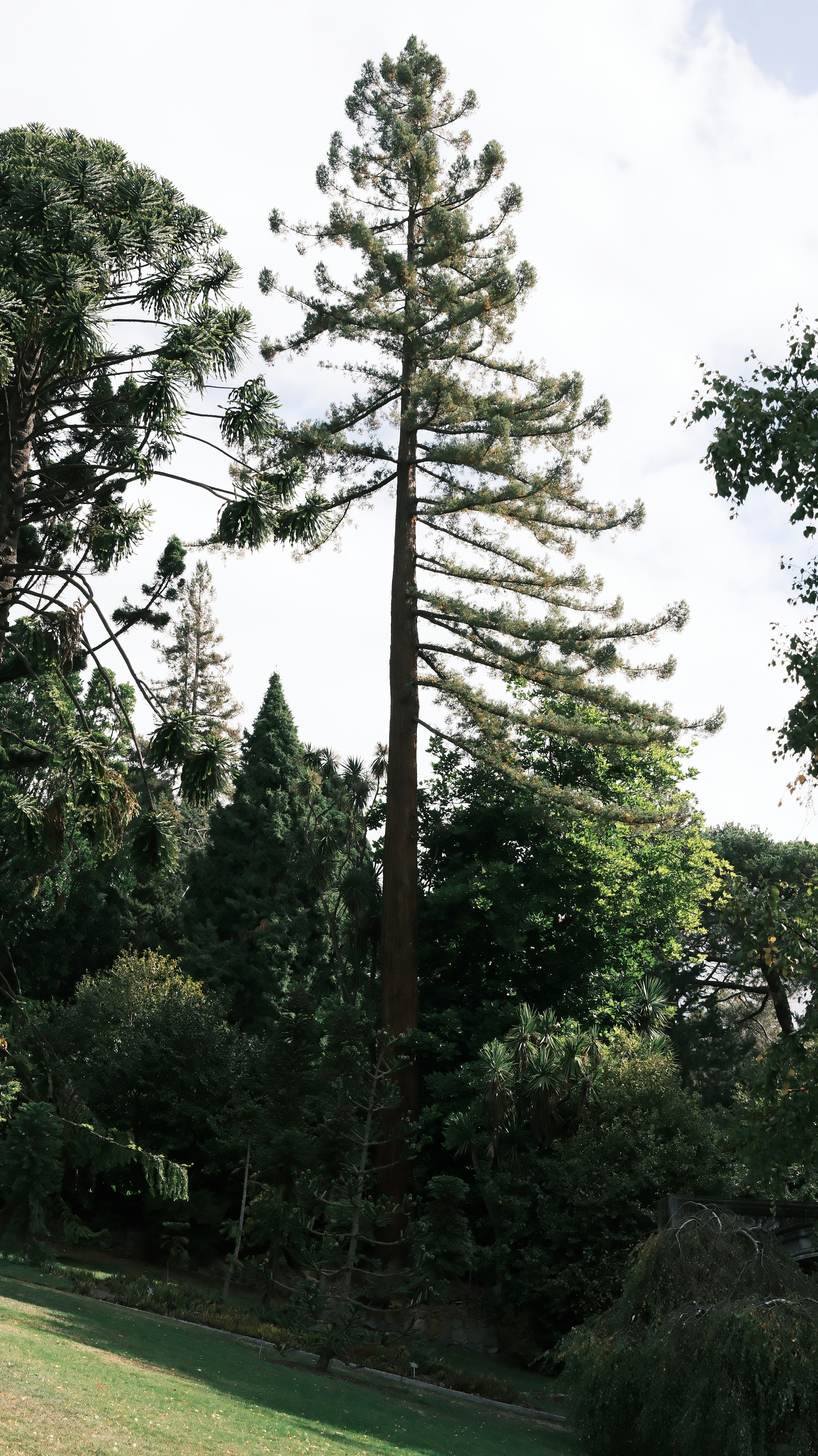 Towering Pine in a Quiet Garden Canopy