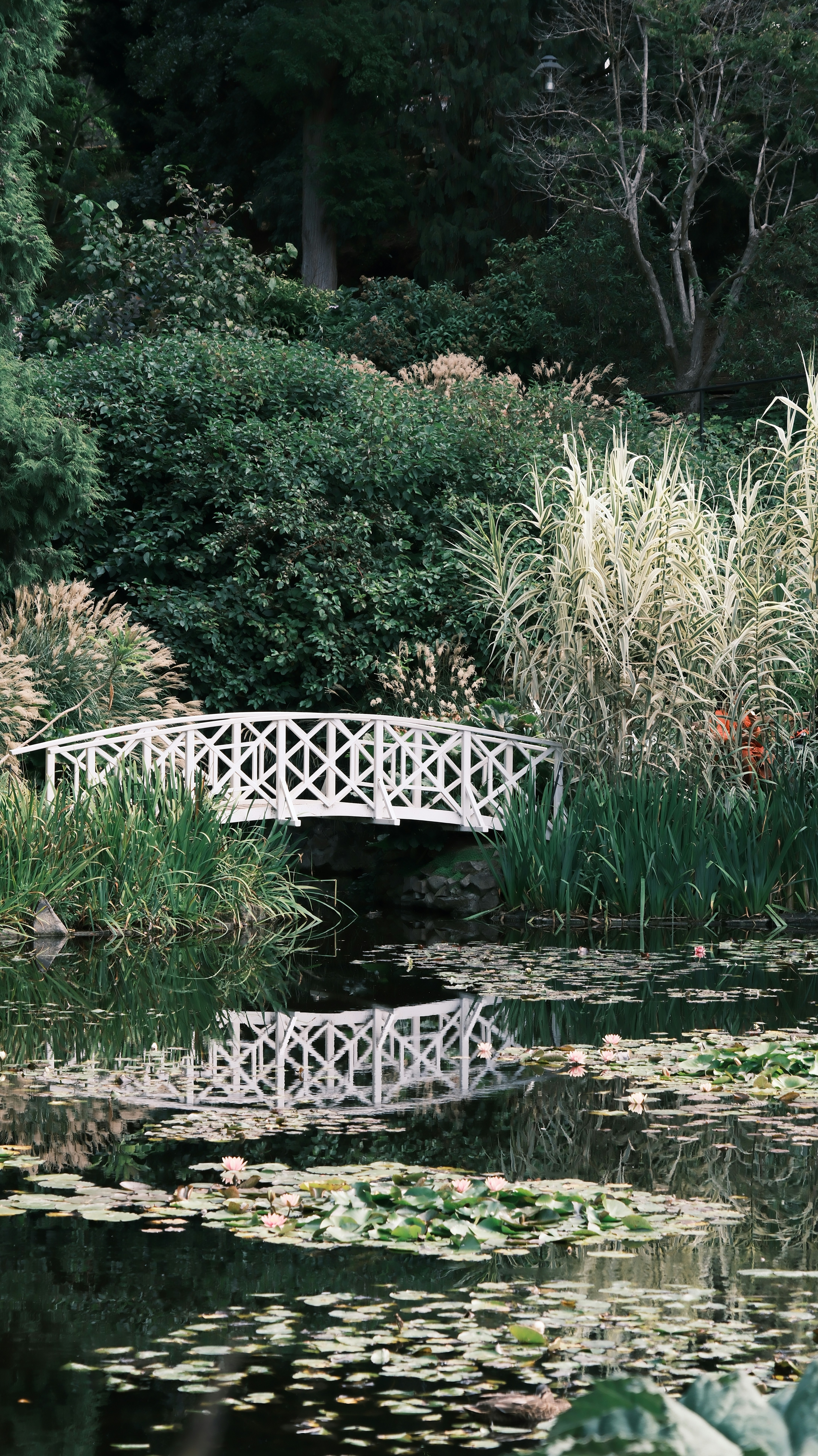 White arbor bridge over a tranquil lily-filled pond
