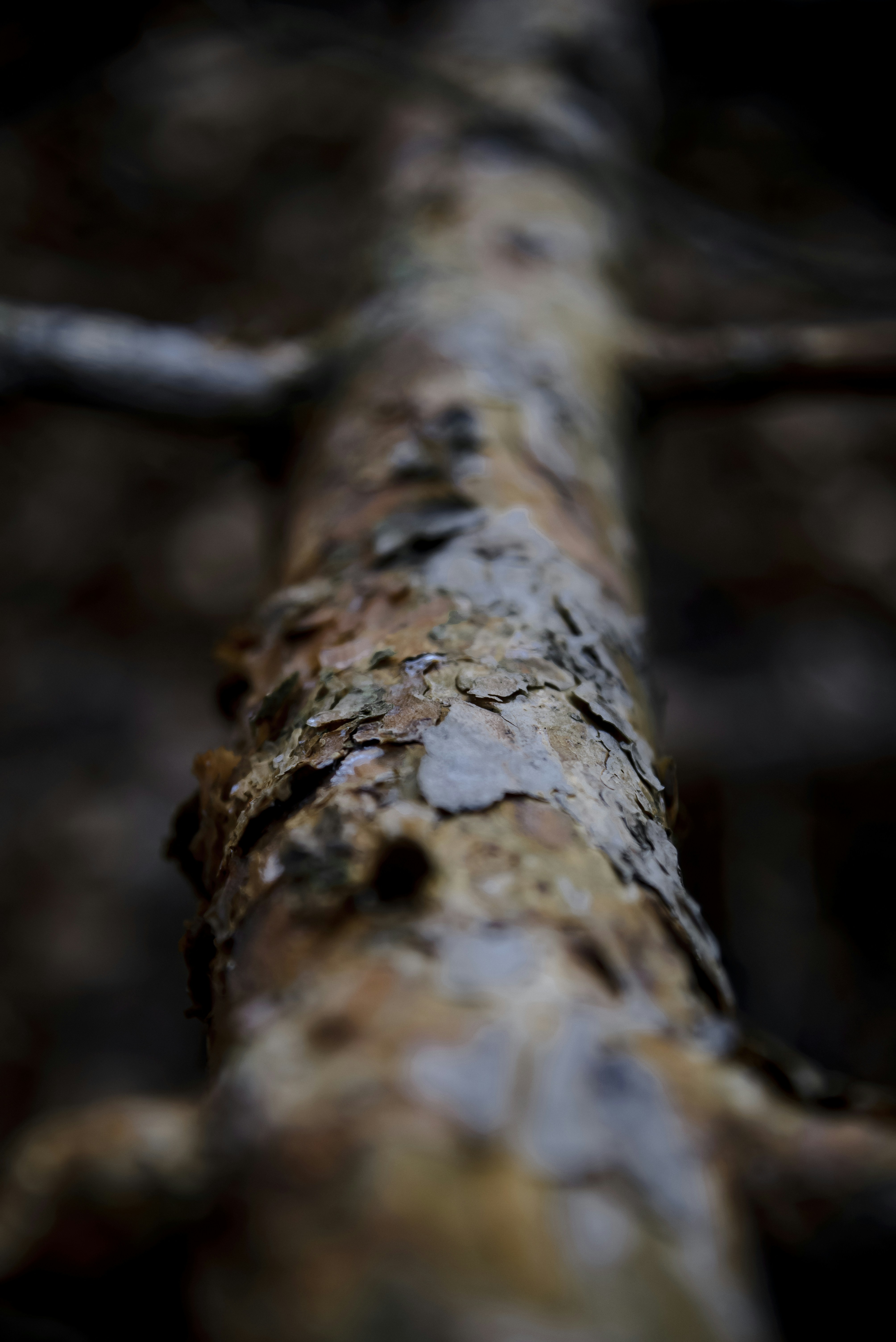 Peeling Bark in Focus: A Forest Stem Under Close Scrutiny