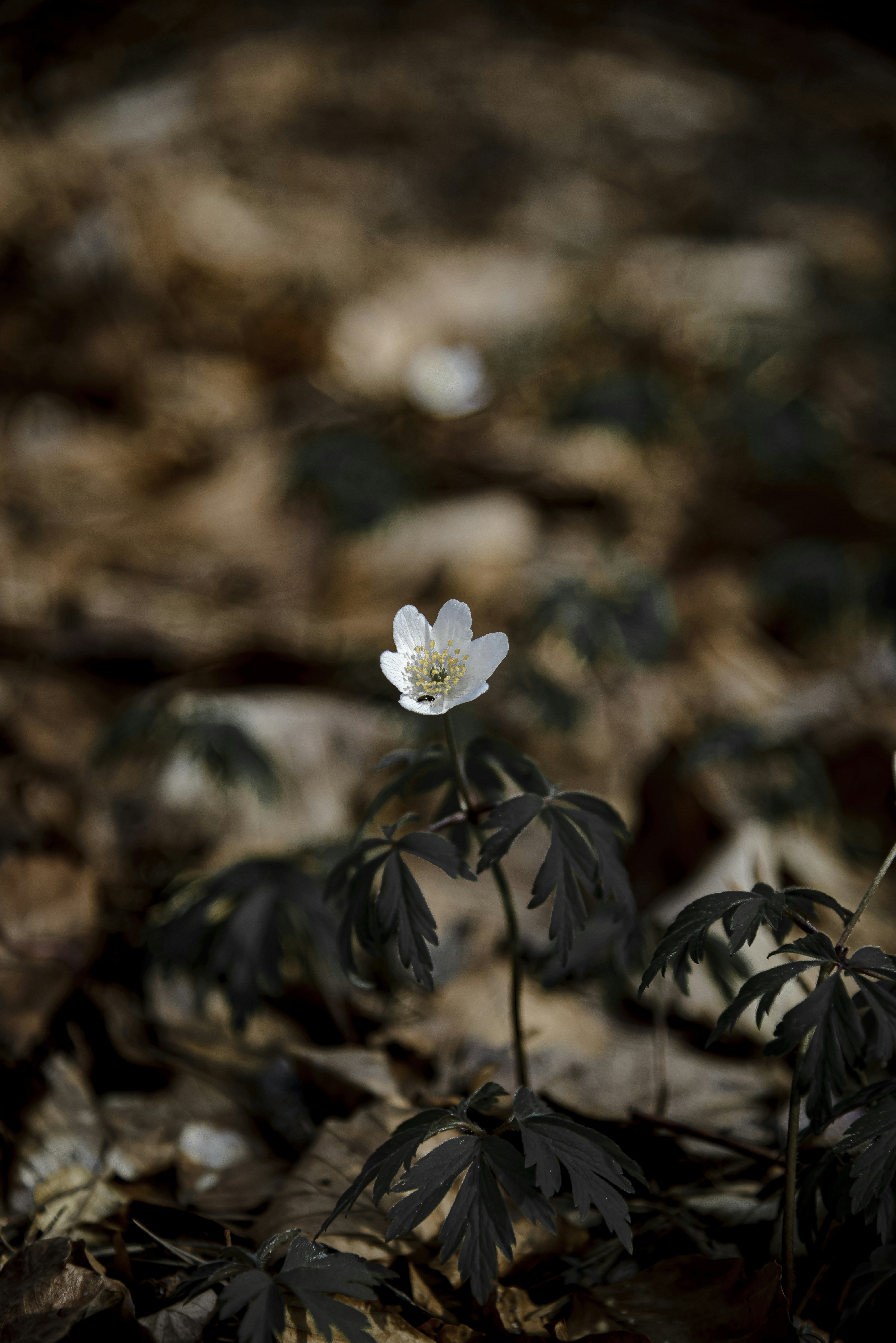 White Anemone in Focus: A Delicate Spring Bloom Against Fallen Leaves