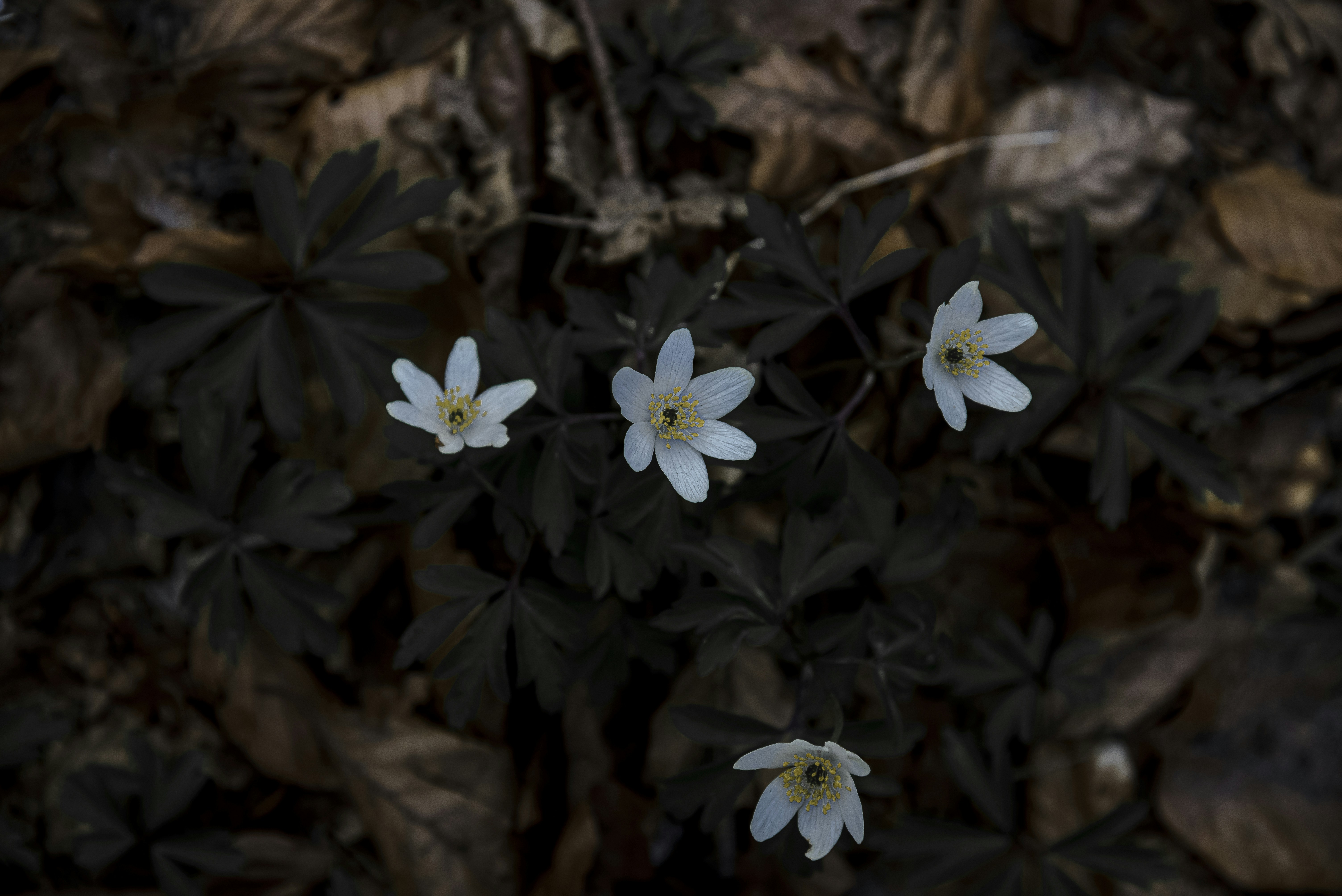 White blossoms in autumn shadow