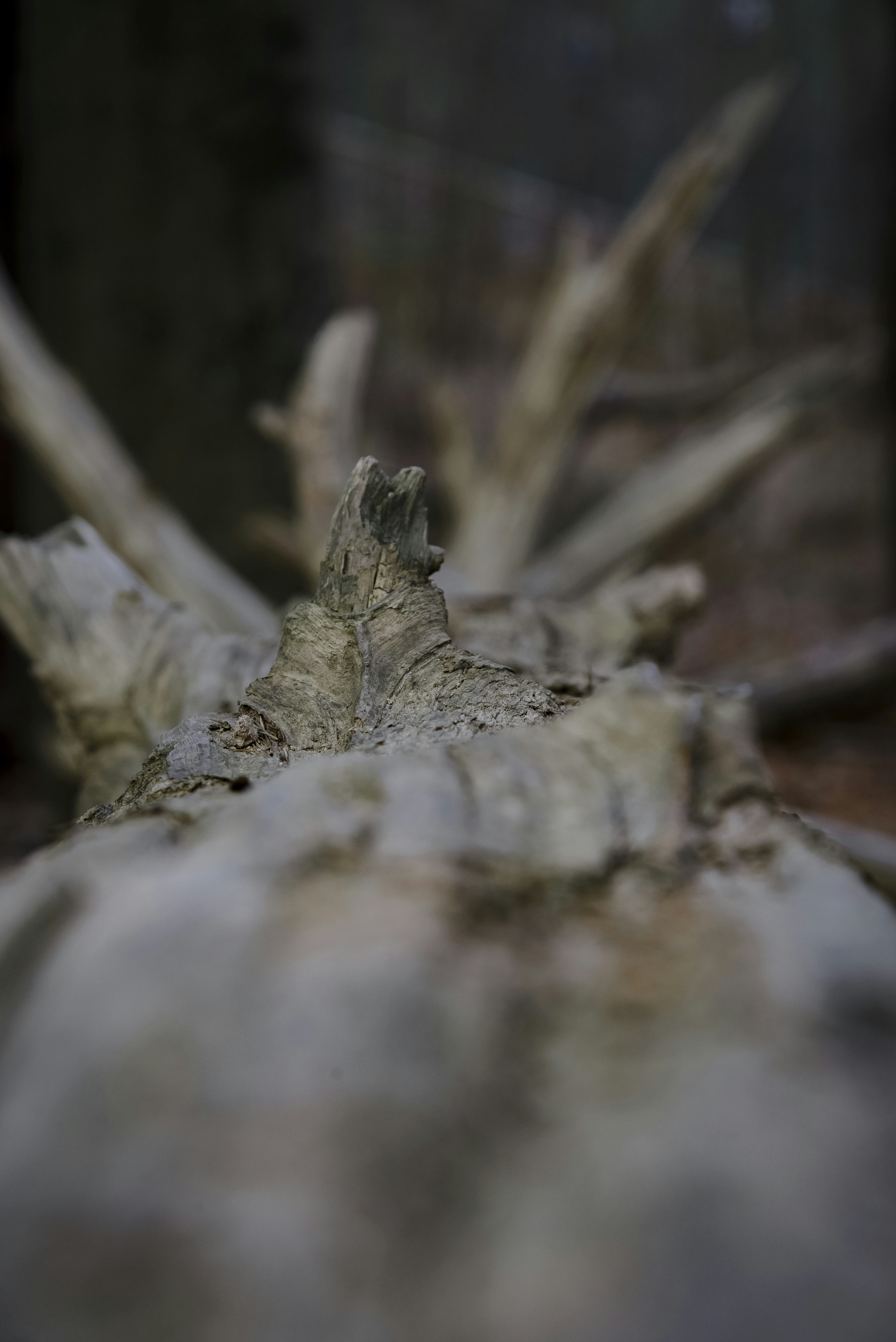 A Weathered Log's Ridge: Close-Up of a Forest Floor Monolith
