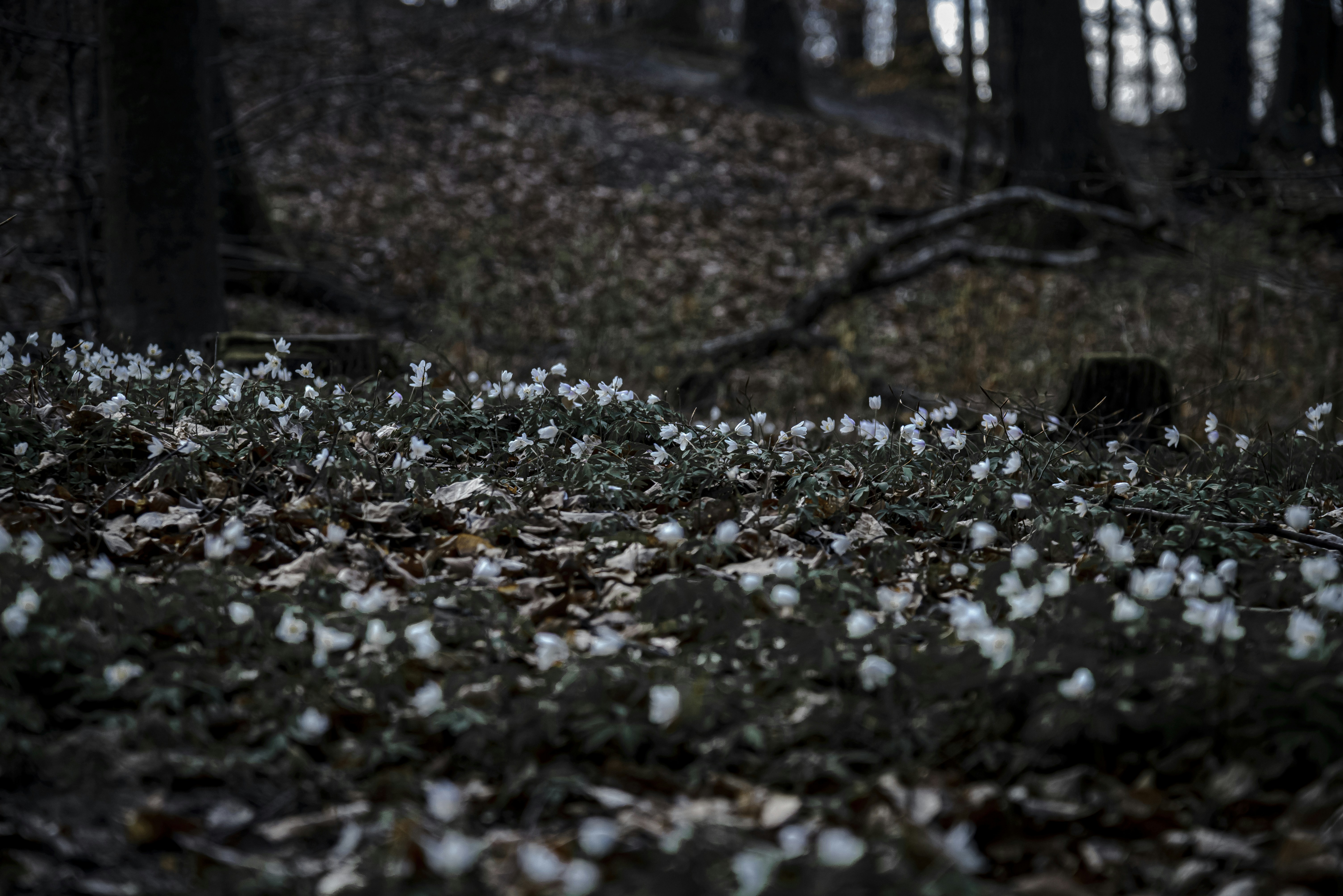 Moonlit Meadow of White Blooms in a Quiet Forest