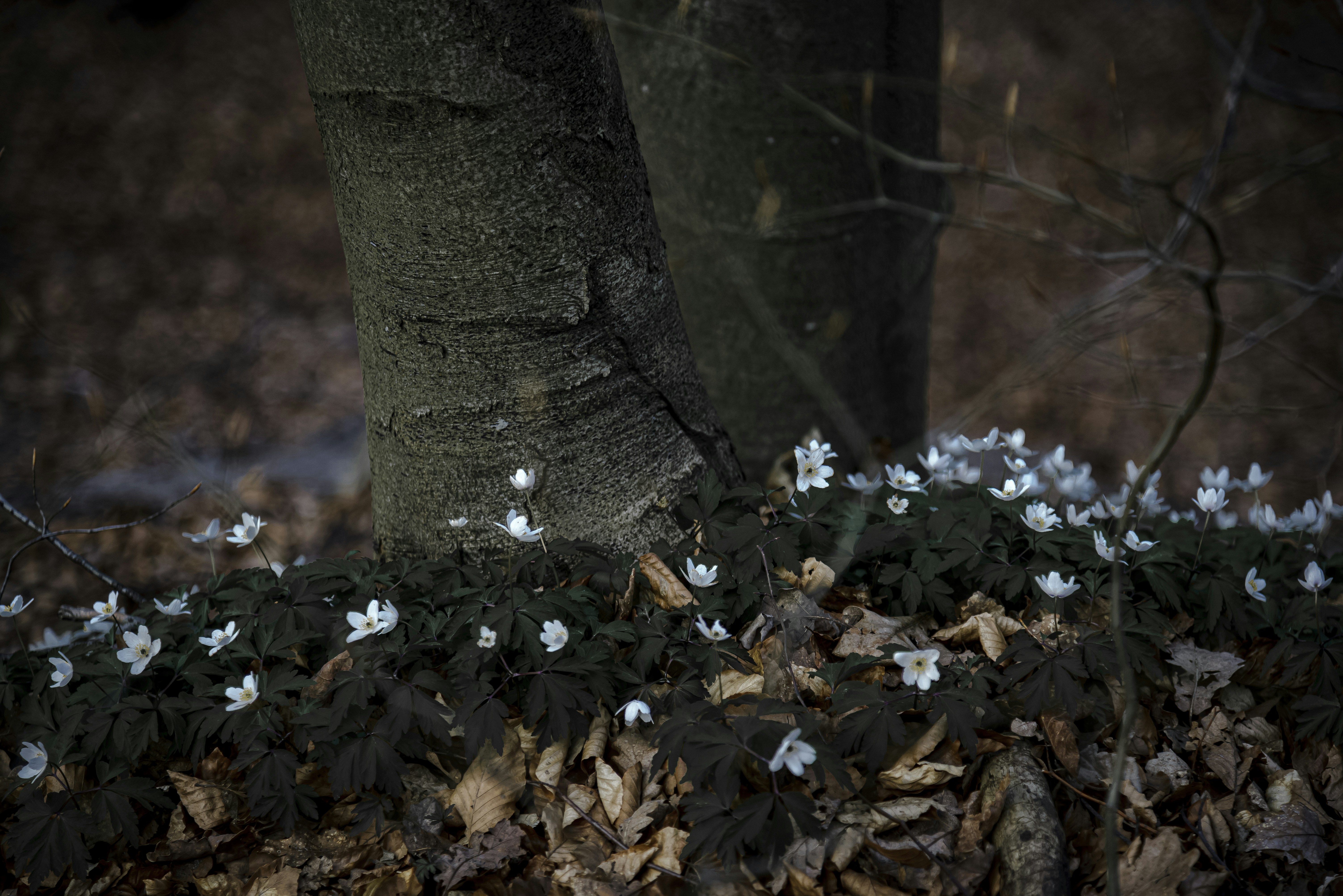 Forest Floor in Bloom: White Starflowers Beneath a Mossy Trunk