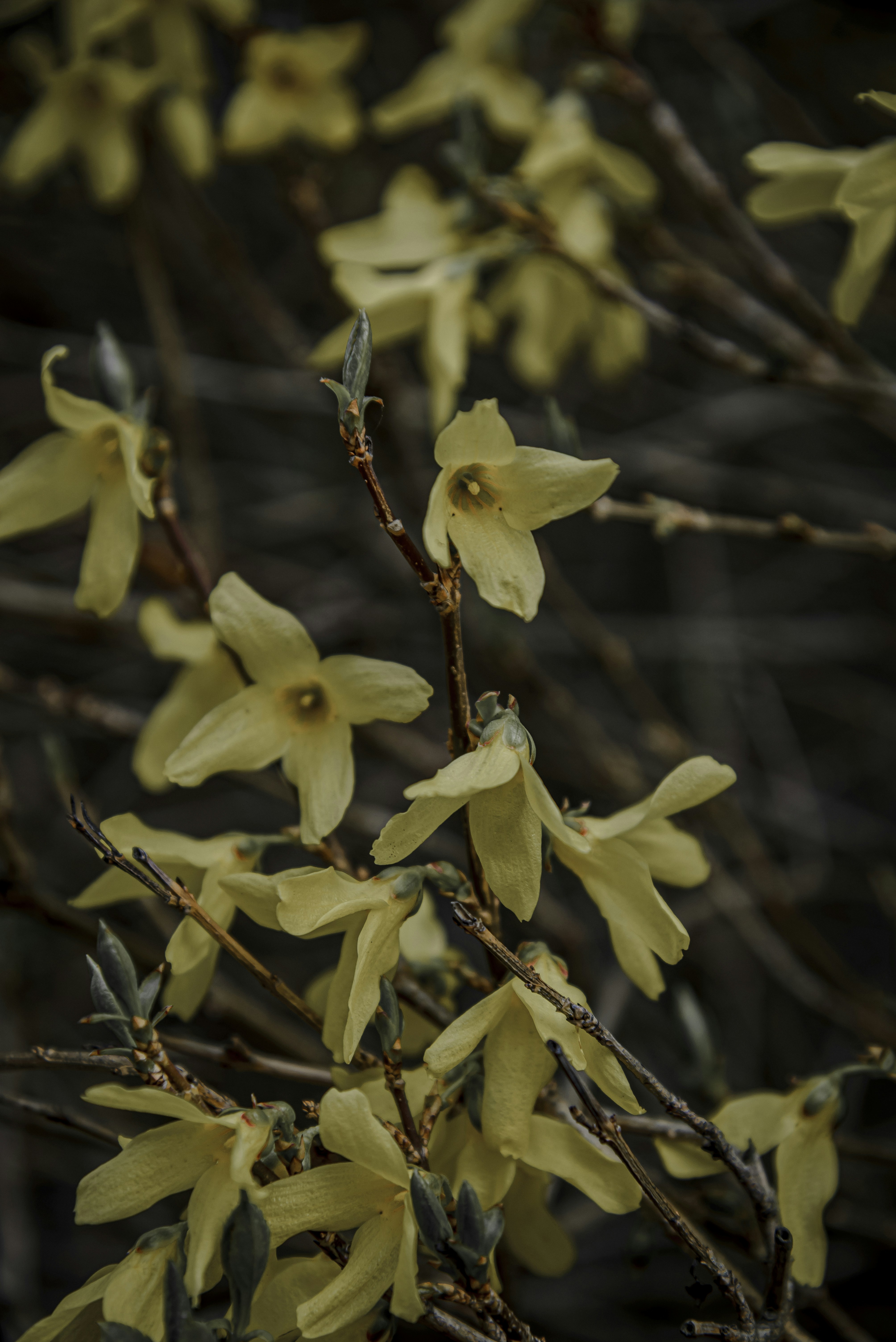 Elliptical Yellows: A Quiet Orchard of Forsythia Branches
