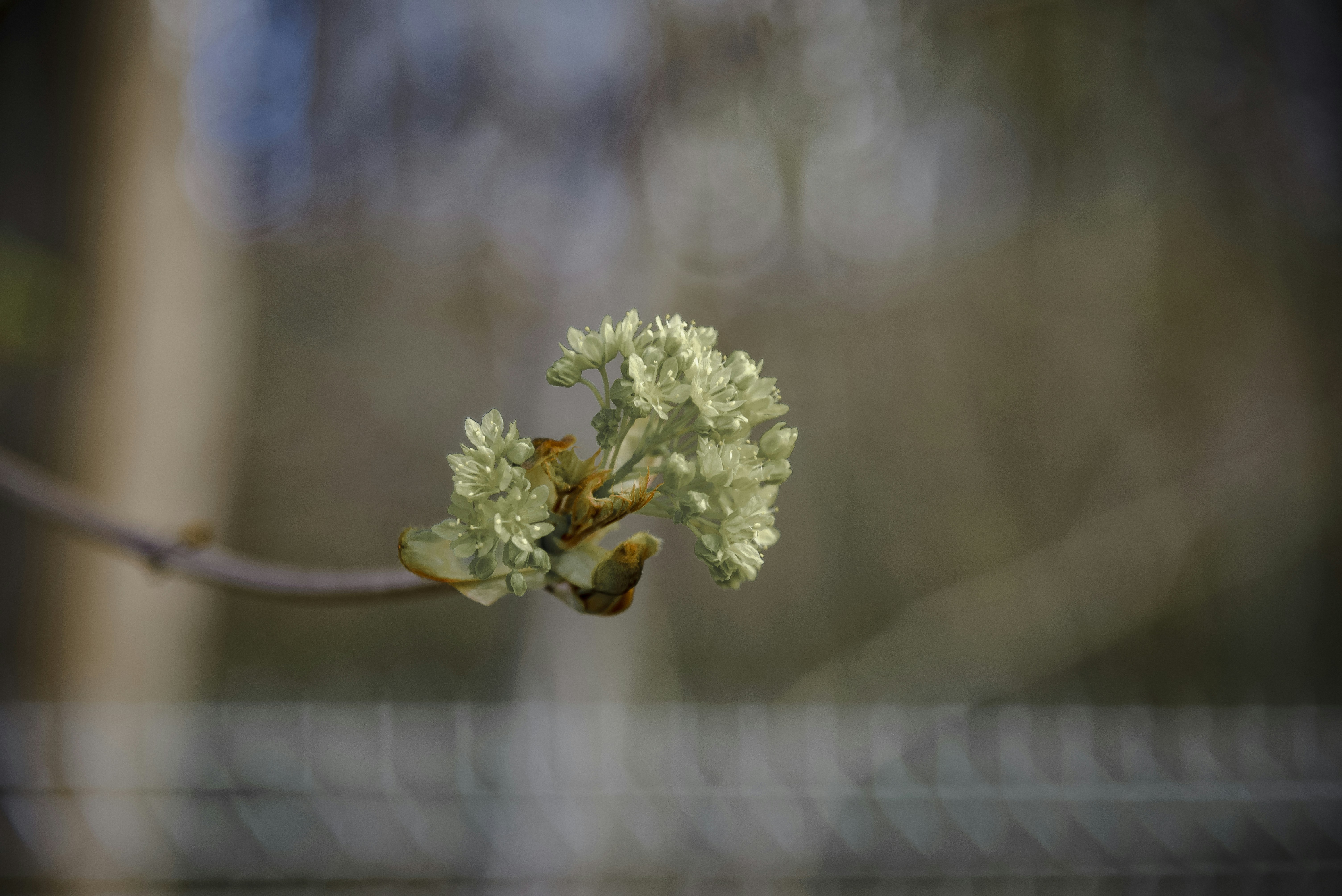 Spring Catkins in Focus: A Delicate Bloom Against a Soft-industrial Backdrop