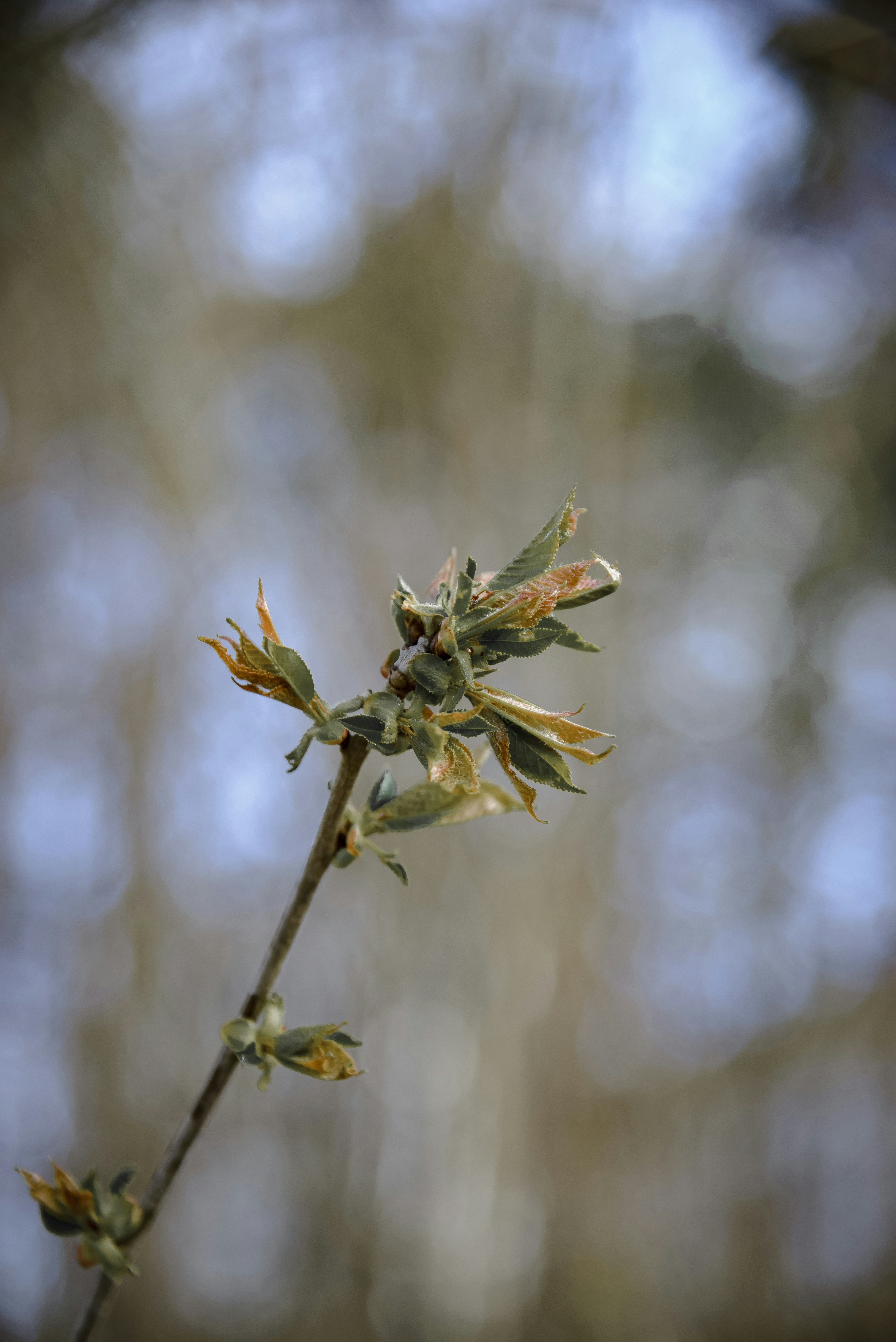 Tender Buds in Focus: A Branch Reaching for Spring