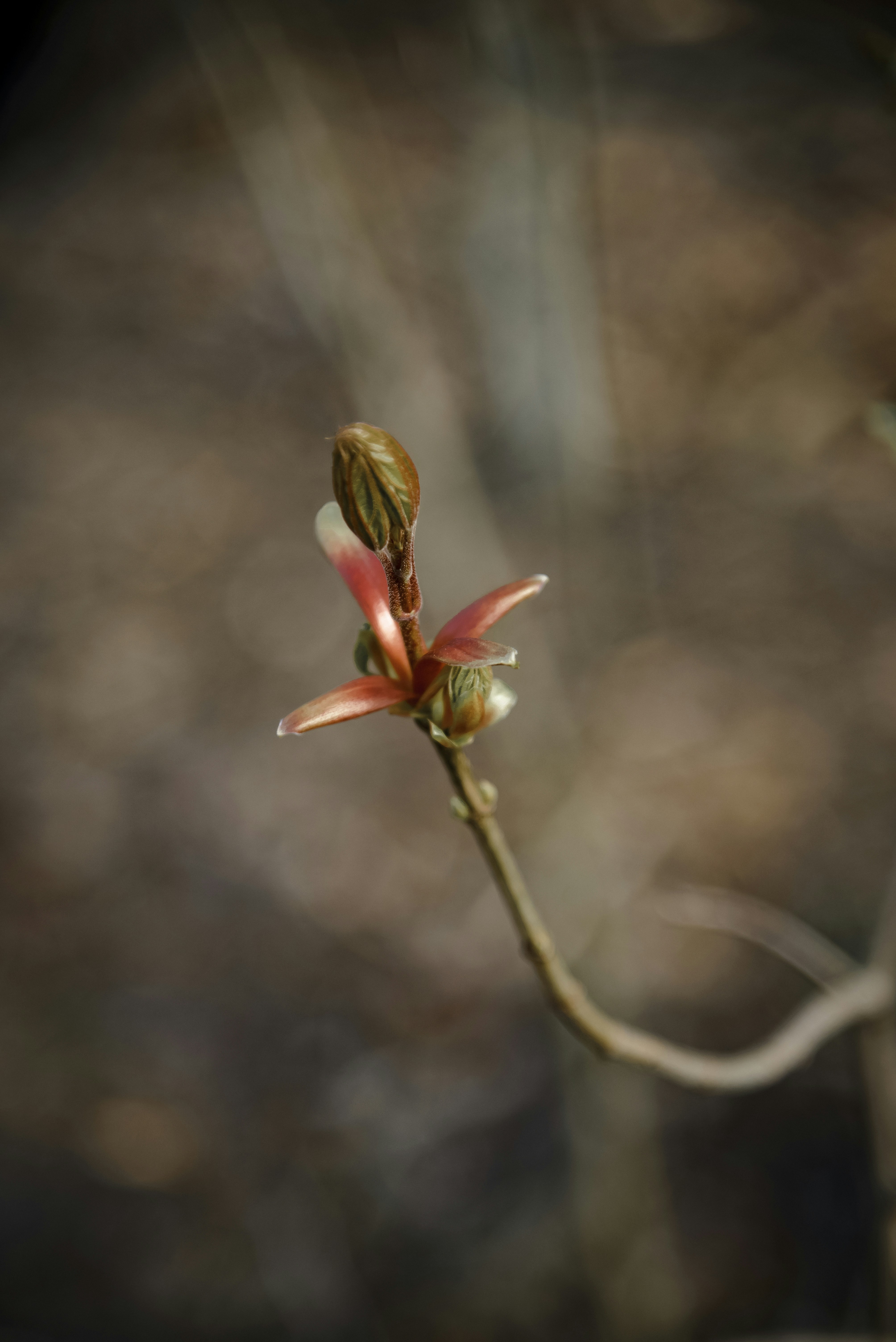Emergence on a Thin Twig: Blushed Buds in Soft Light