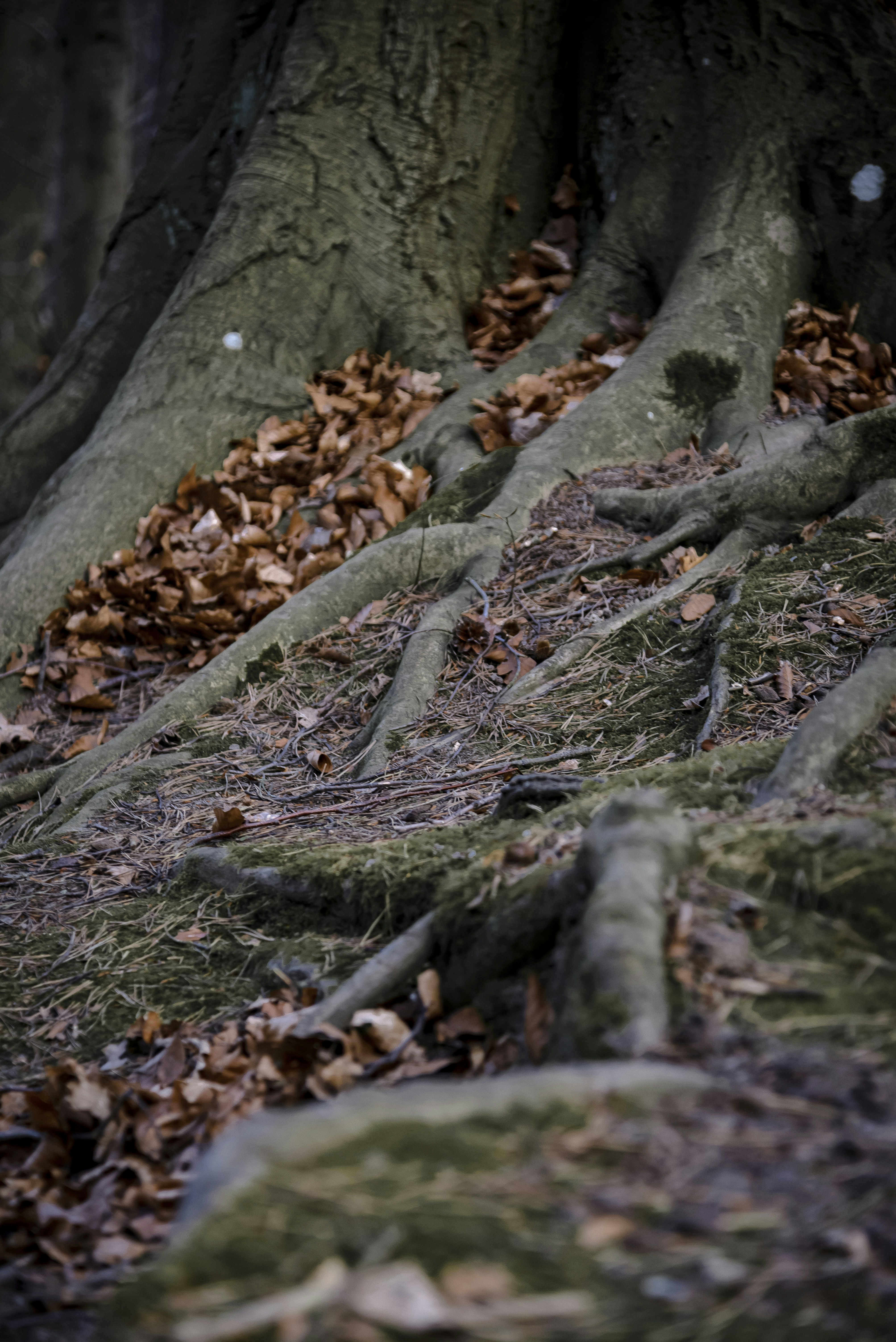 Root Sculptures: The Quiet Tangle of Trees and Fallen Leaves