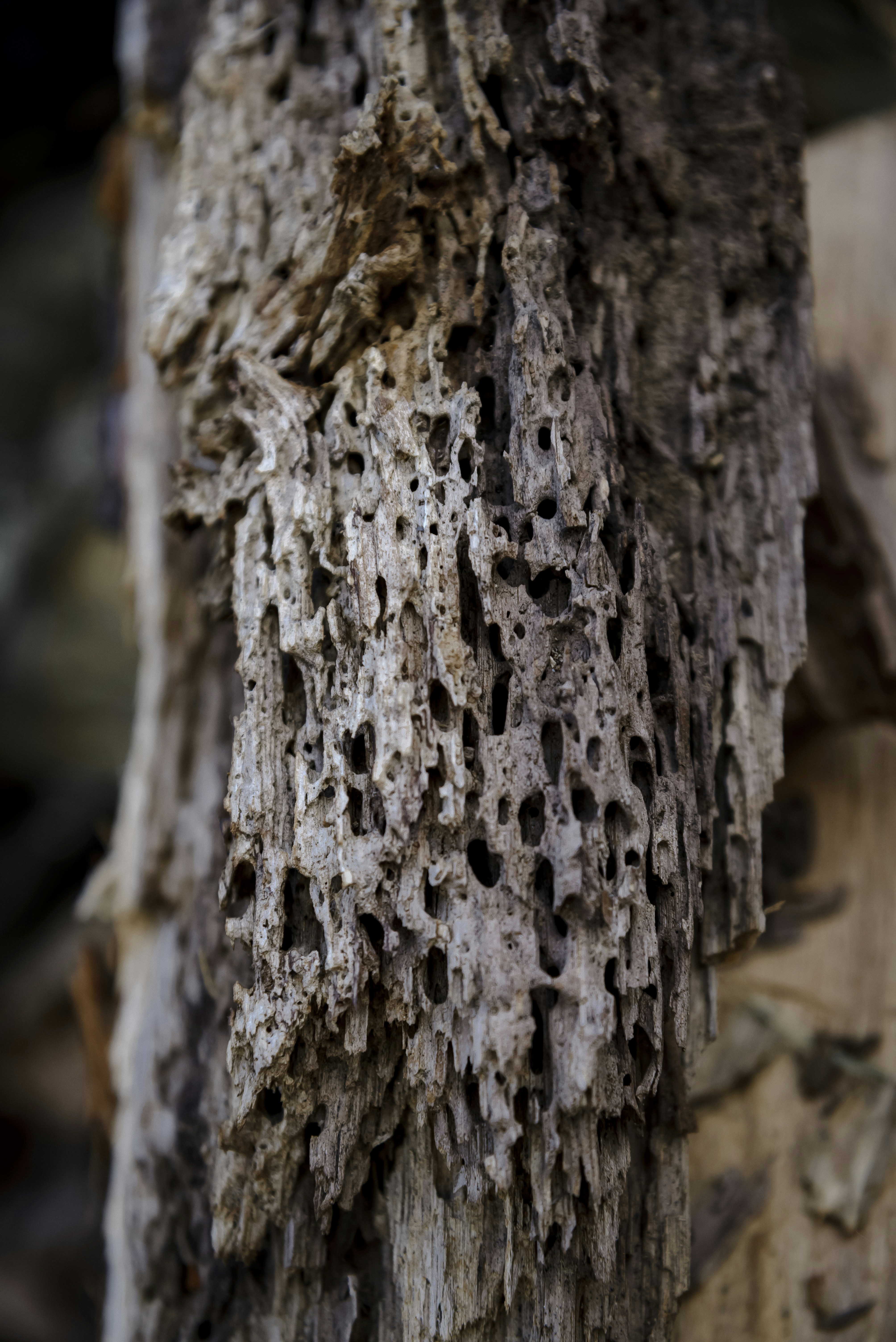 Lichen-etched trunk: a weathered tree’s intricate hollowed bark
