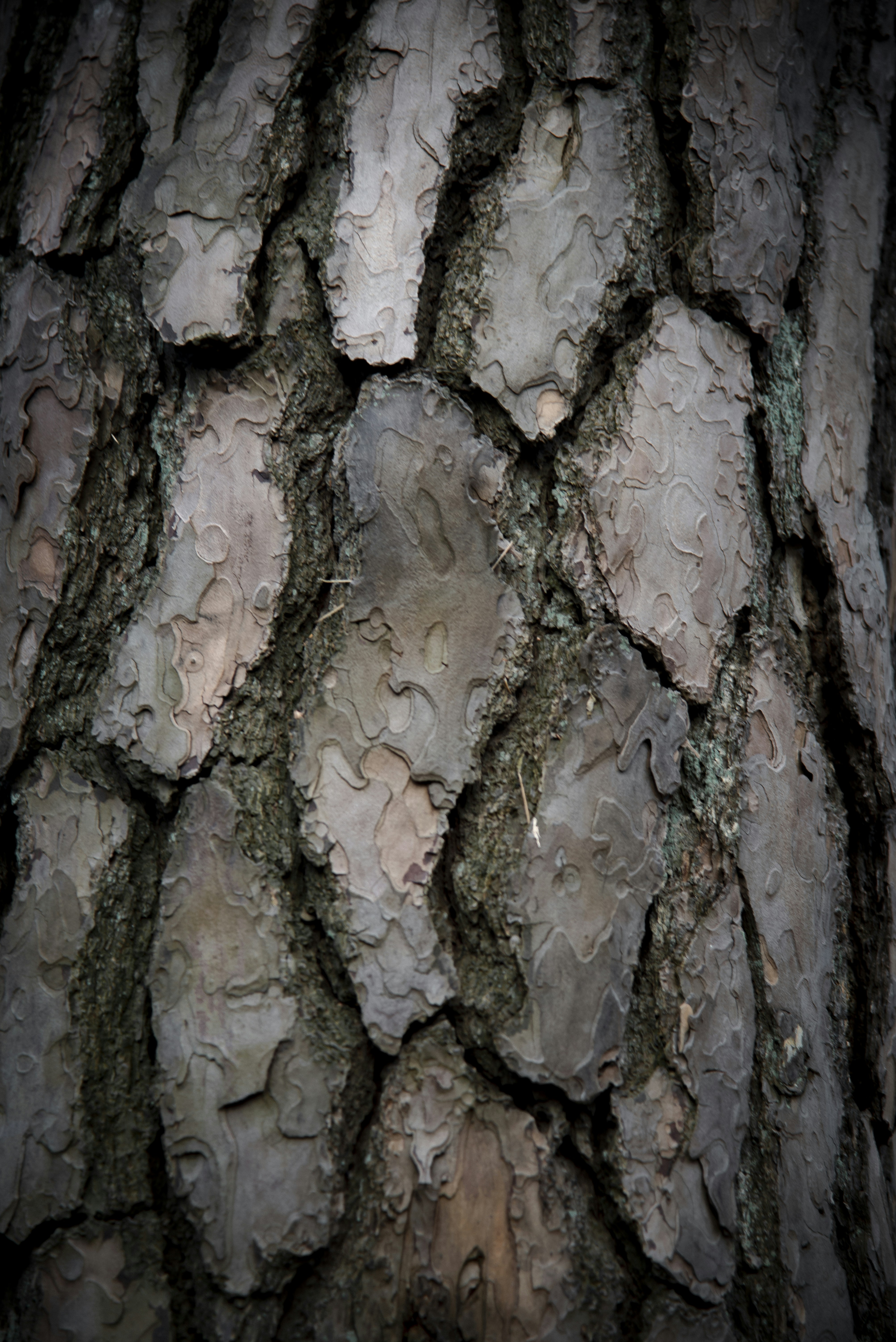 Rugged Bark Mosaic: Close-up of Weathered Tree Armor