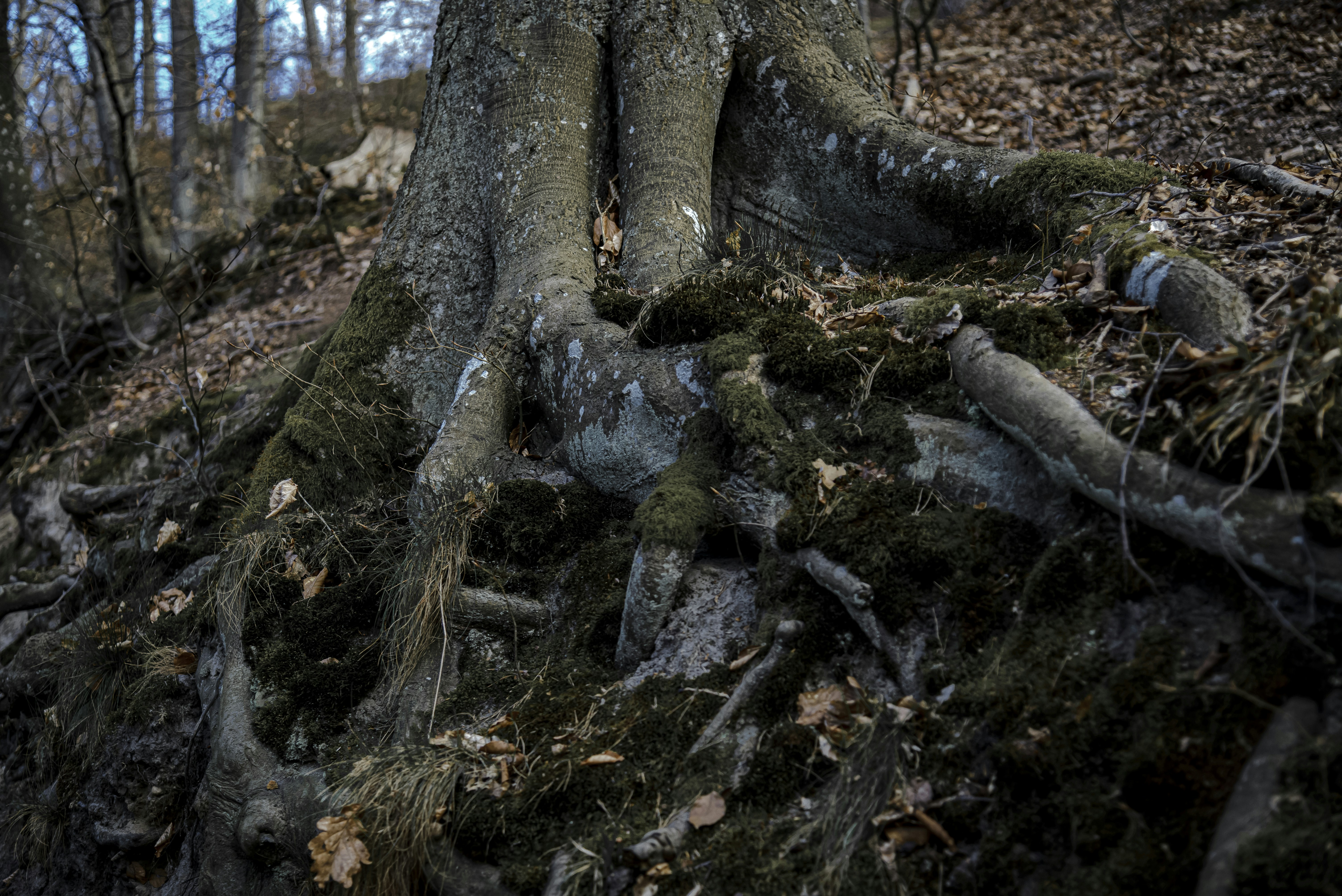 Rooted in the Forest: A Quiet Climb into the Mossy Trunk