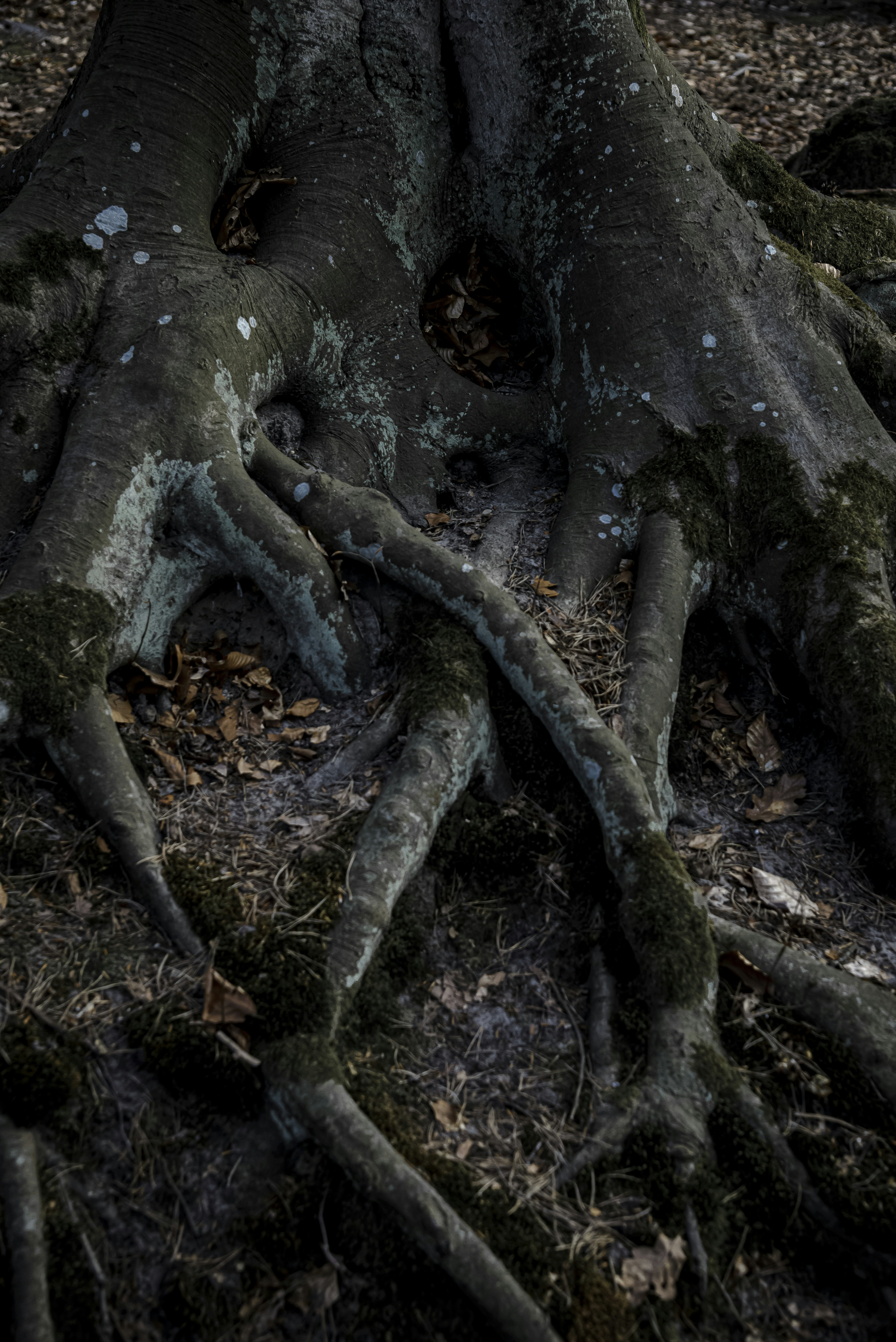 Embraced by the Forest: A Tangled Web of Ancient Roots