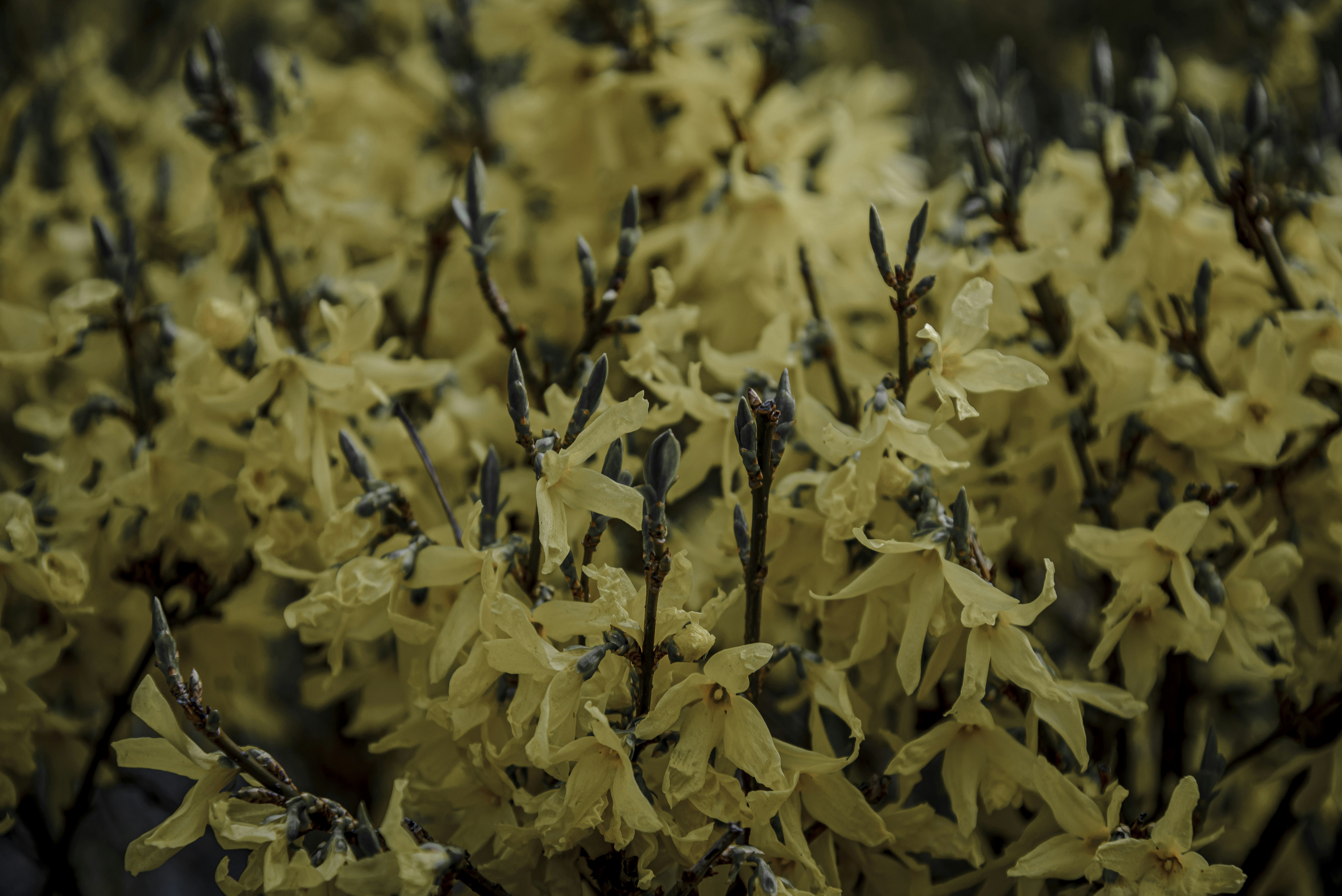 Sunlit Canopy of Golden Blooms