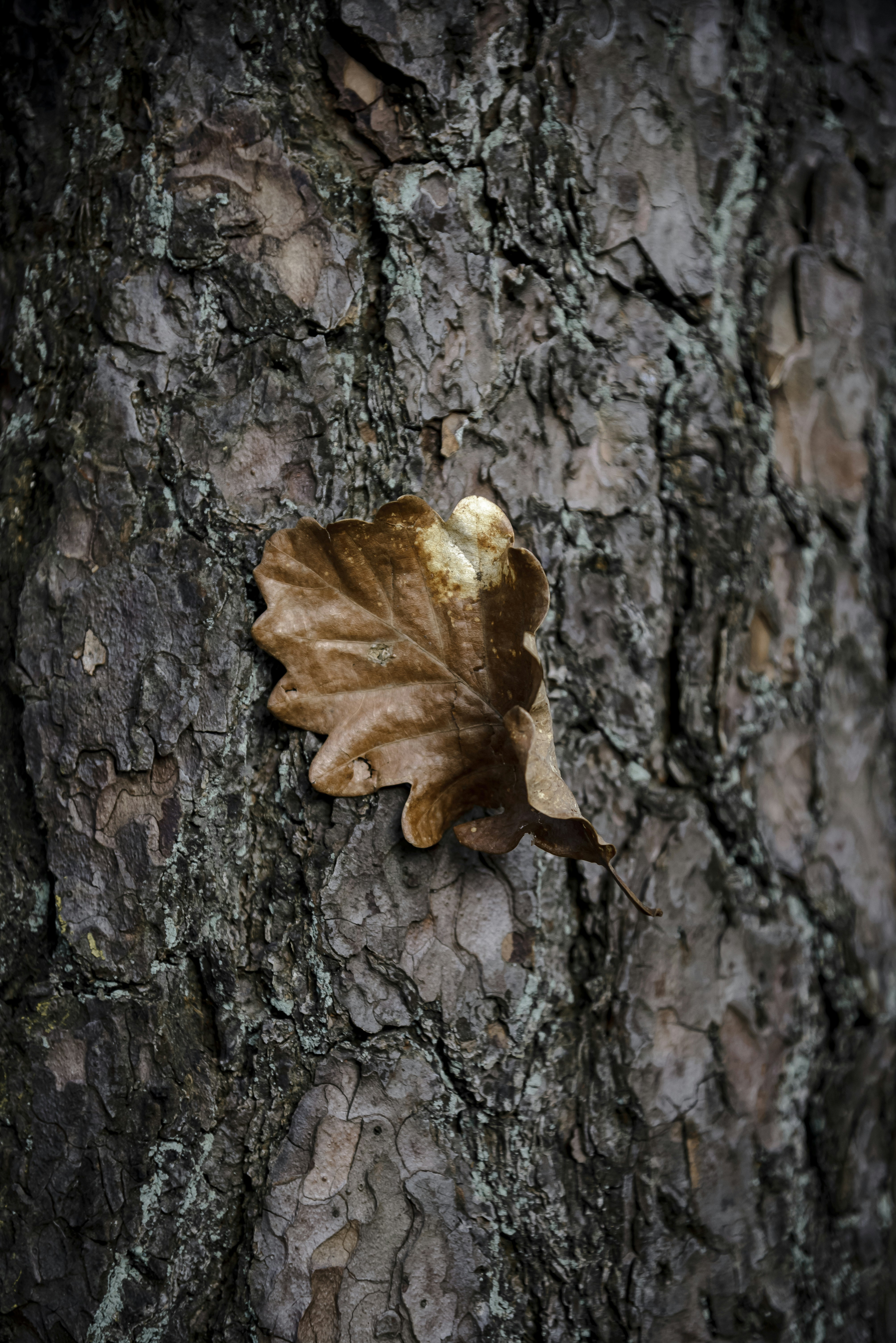 Autumn Leaf Adrift on Bark: Quiet Moment Against Rough Texture