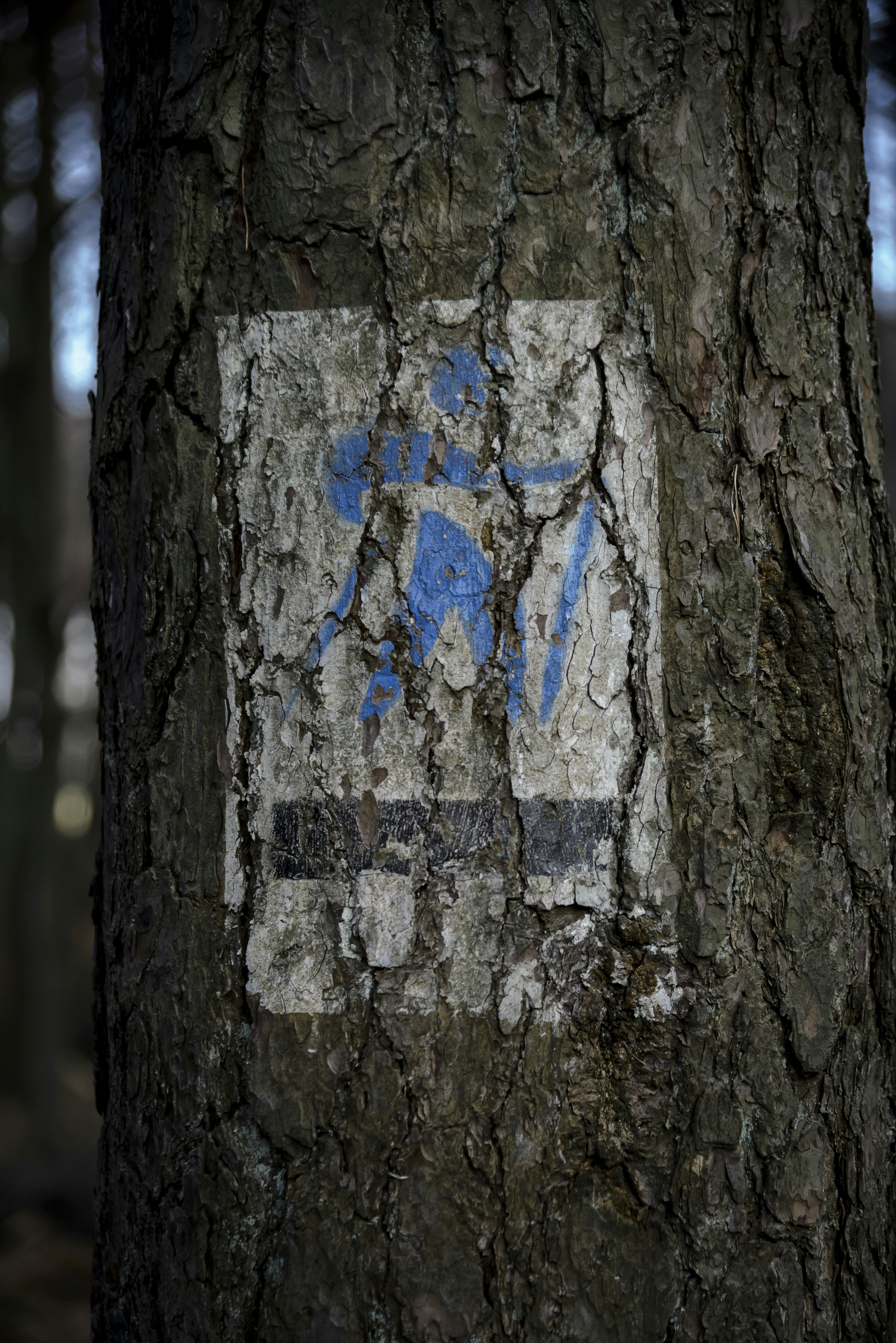 Cracked Sign on Tree: Blue Marker Peeking Through Weathered Bark