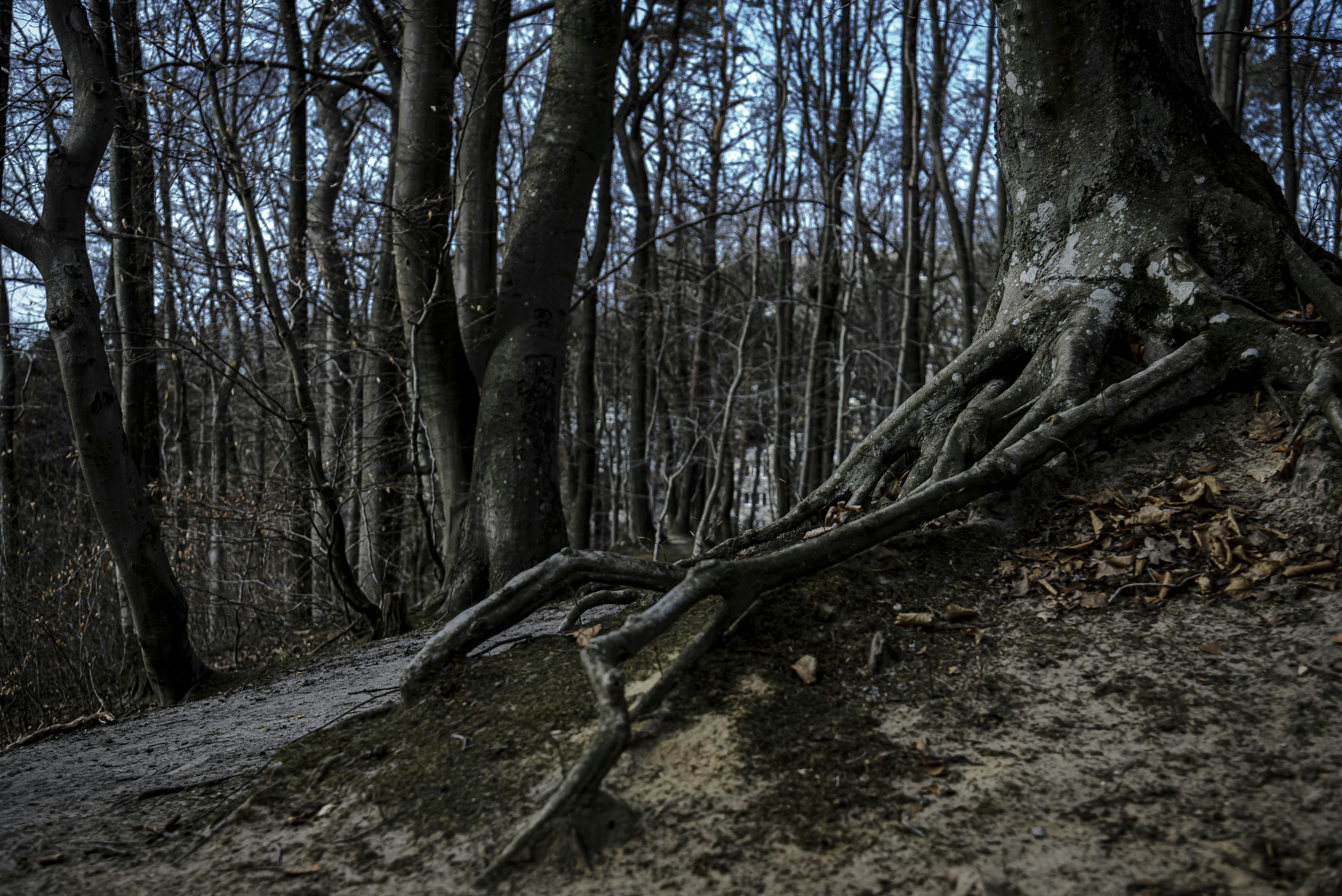 Rooted Shadow: A Forest Trail Claimed by Old Trees