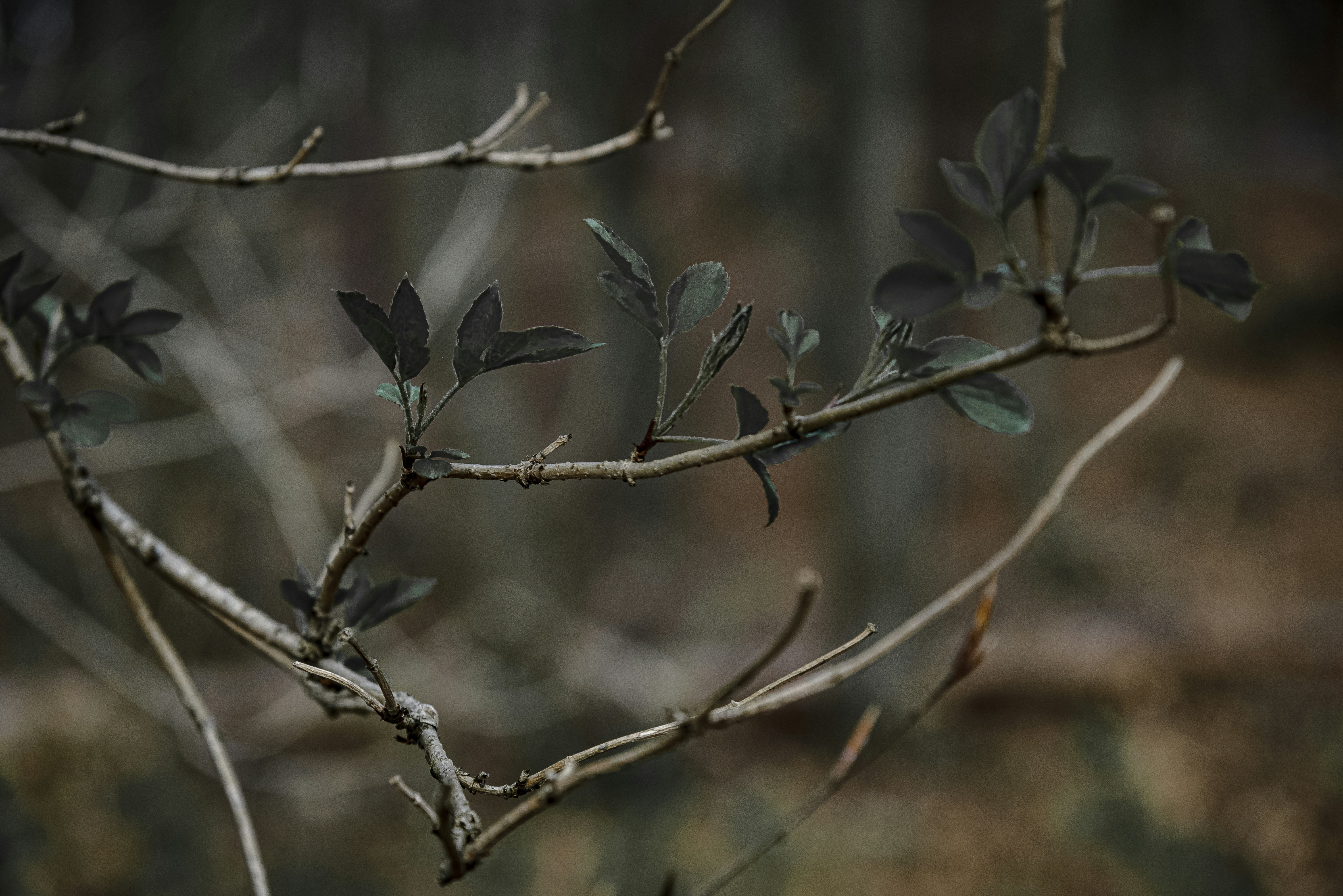 Whispering Branches: Subtle Leaves in Quiet Woods