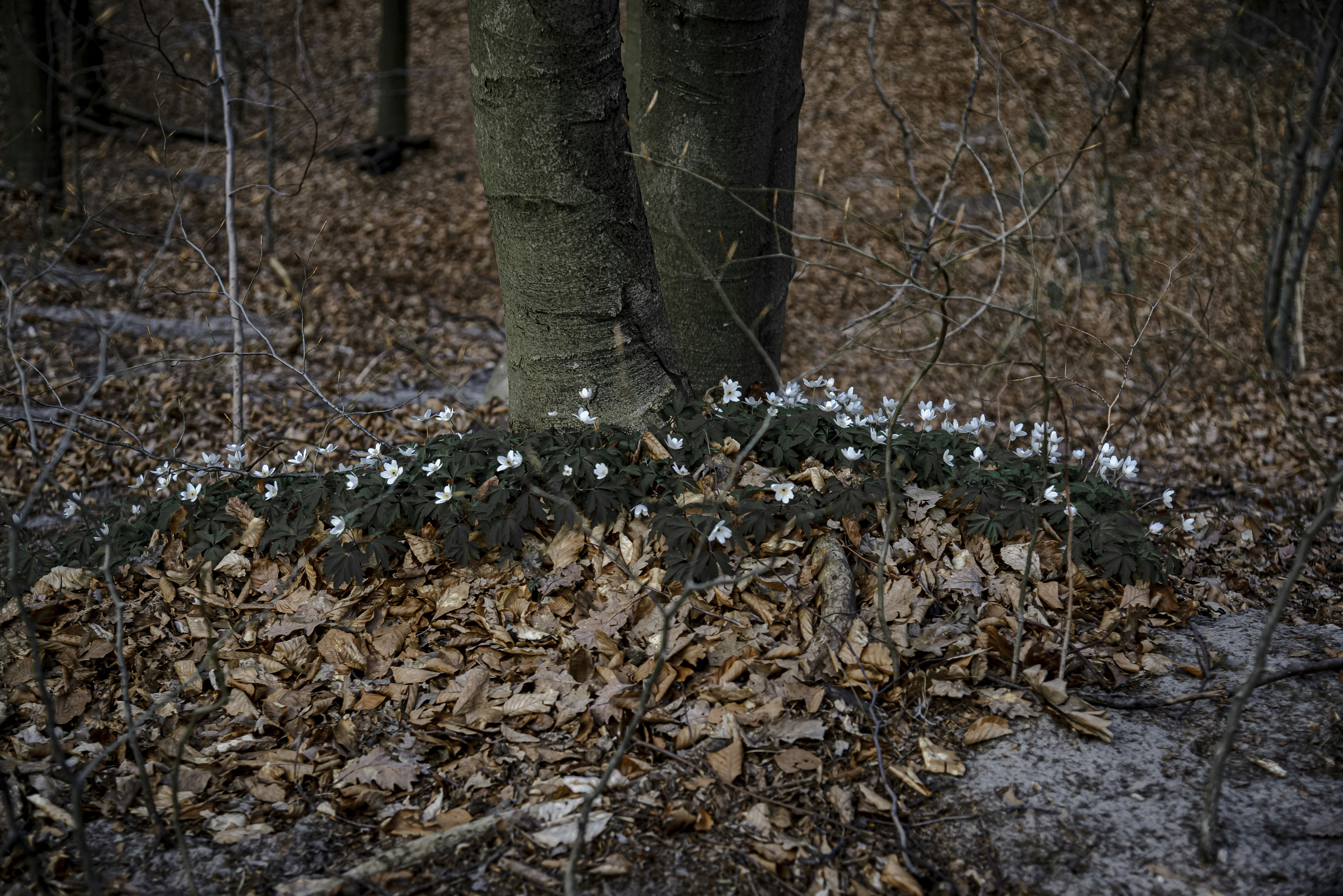 Snowdrop Ring at the Base of a Silent Beech