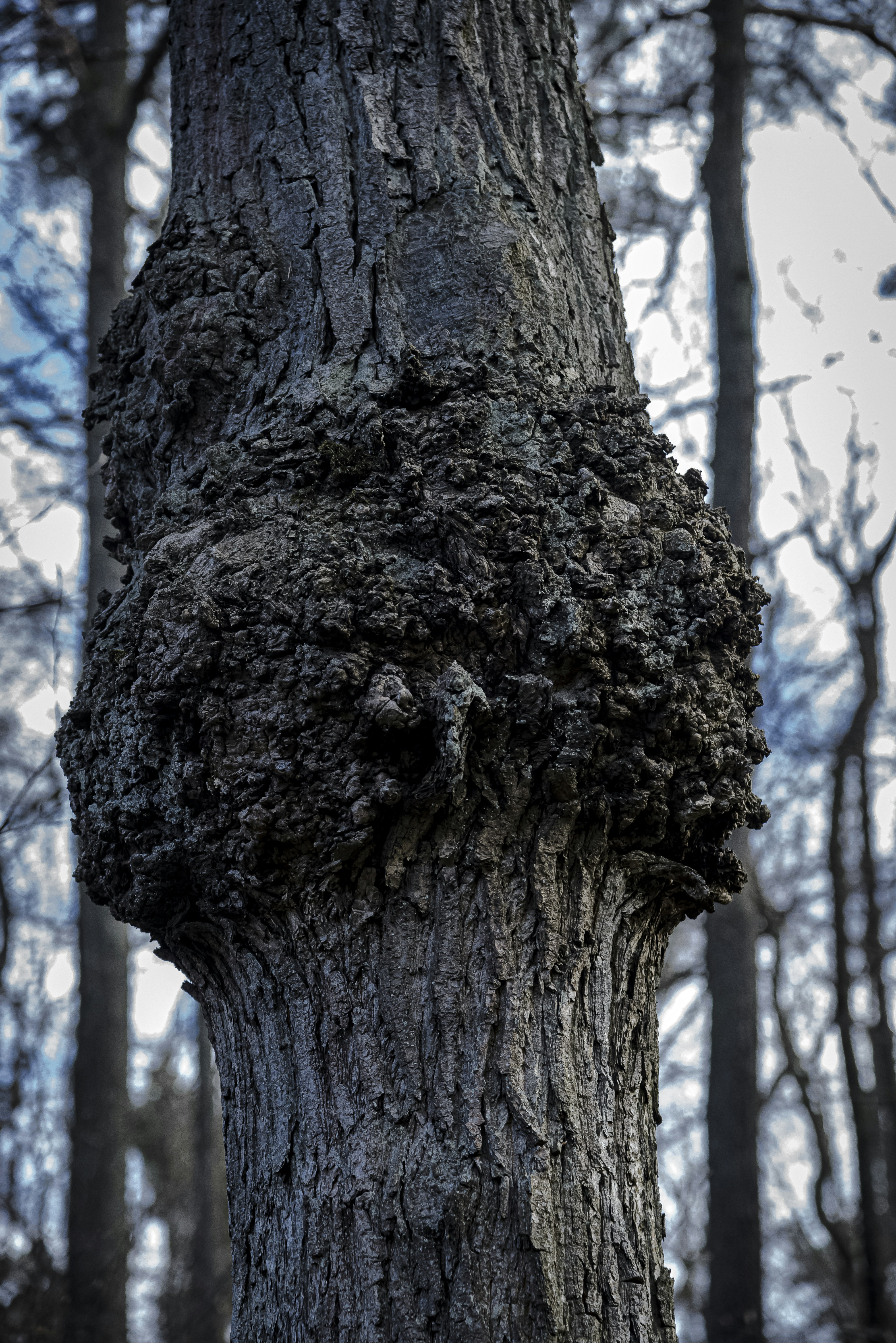Tree Trunk with Mossy Knob: A Forest Portrait of Weathered Texture