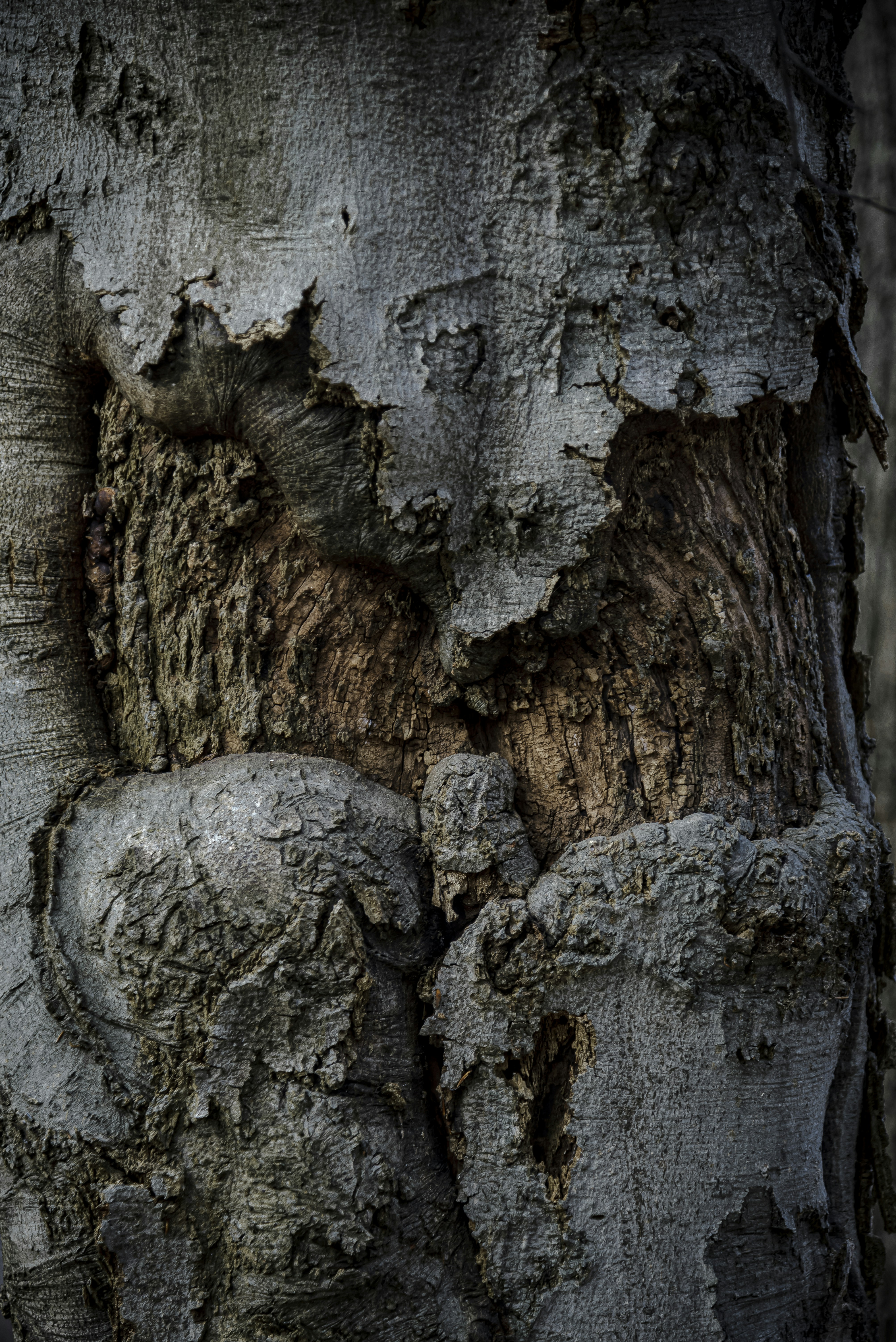 Kerf and Carapace: The Weathered Tree of Time