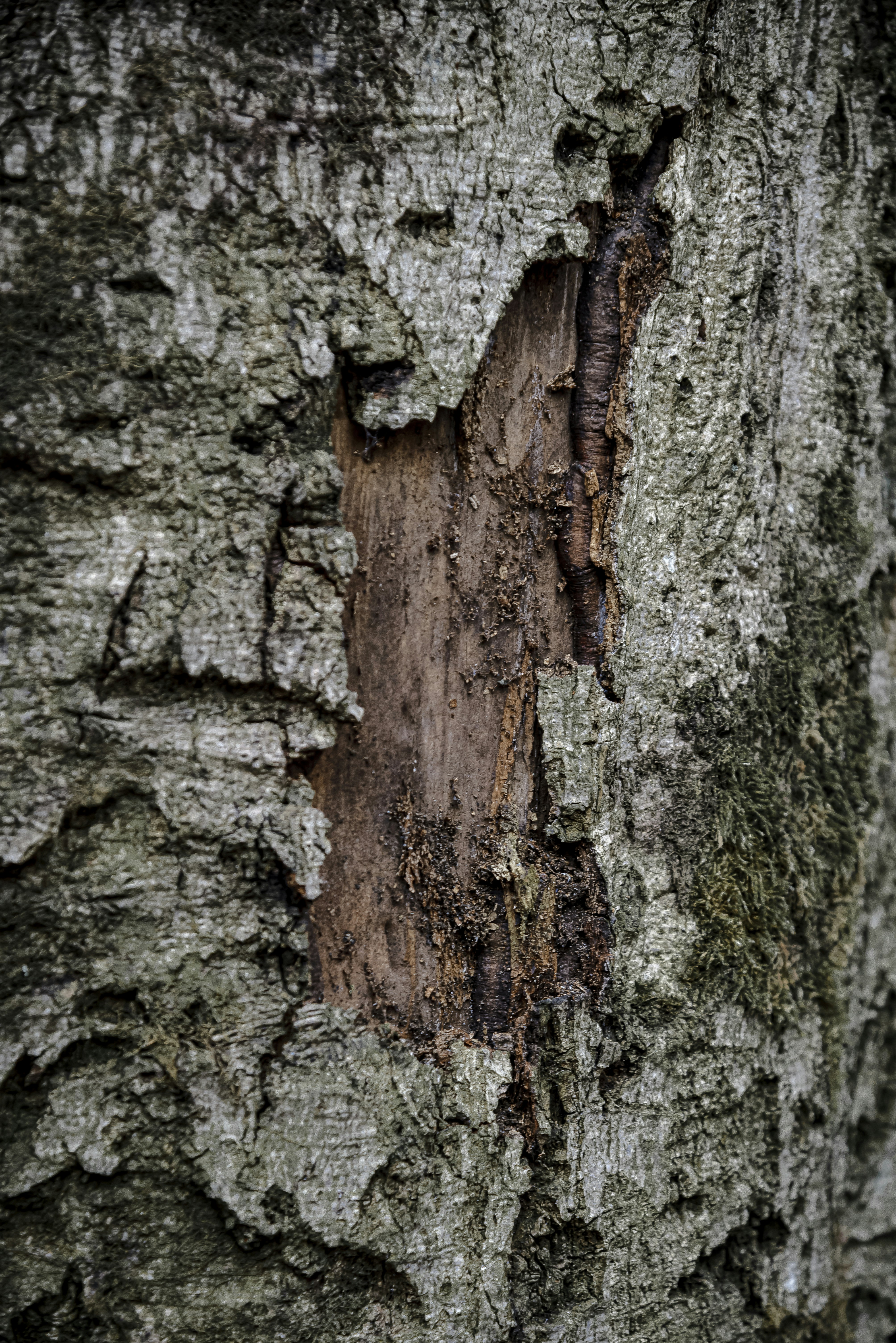 Barkscape: Weathered Tree Skin Revealing a Hidden Core