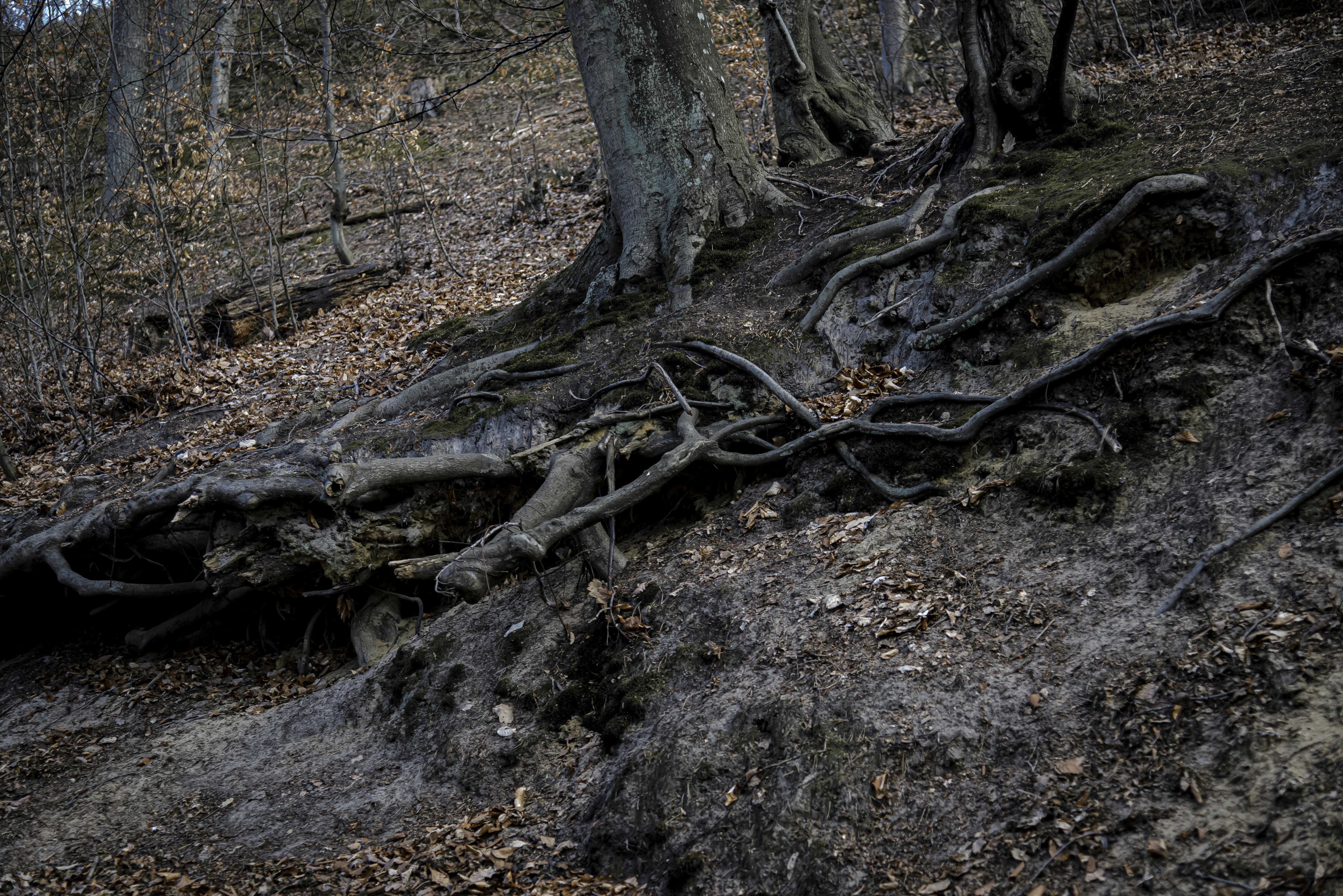 Tangled Roots Quietly Cling to Eroded Forest Soil